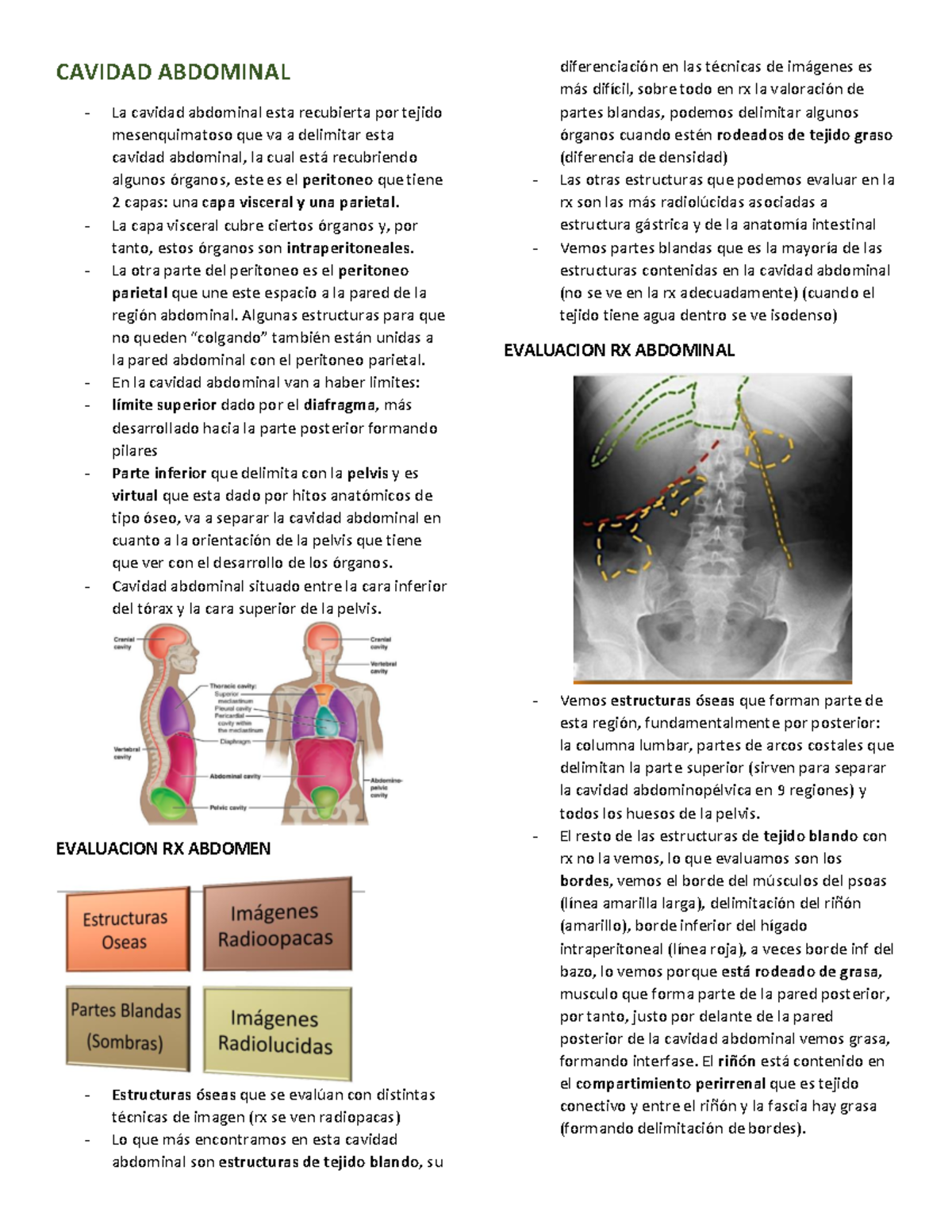 Clase cavidad abdominal - CAVIDAD ABDOMINAL La cavidad abdominal esta ...
