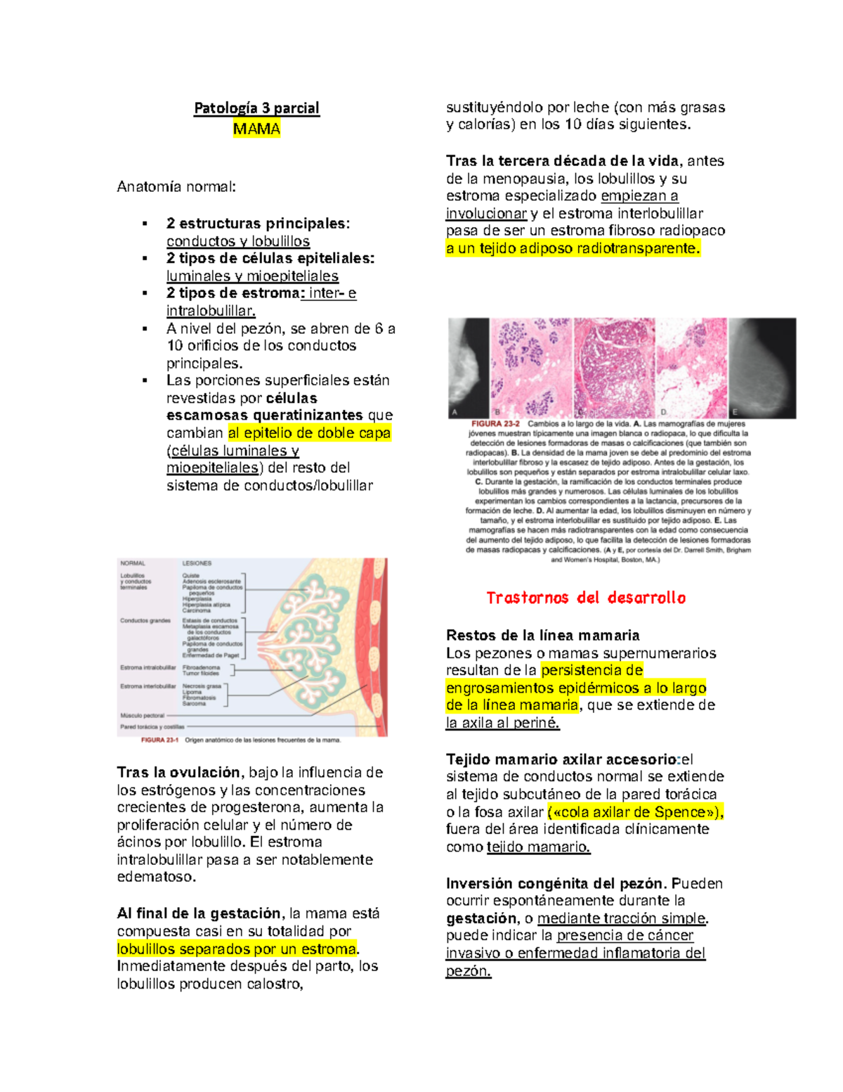 Patologia de la MAMA - Patología 3 parcial MAMA Anatomía normal: § 2 ...