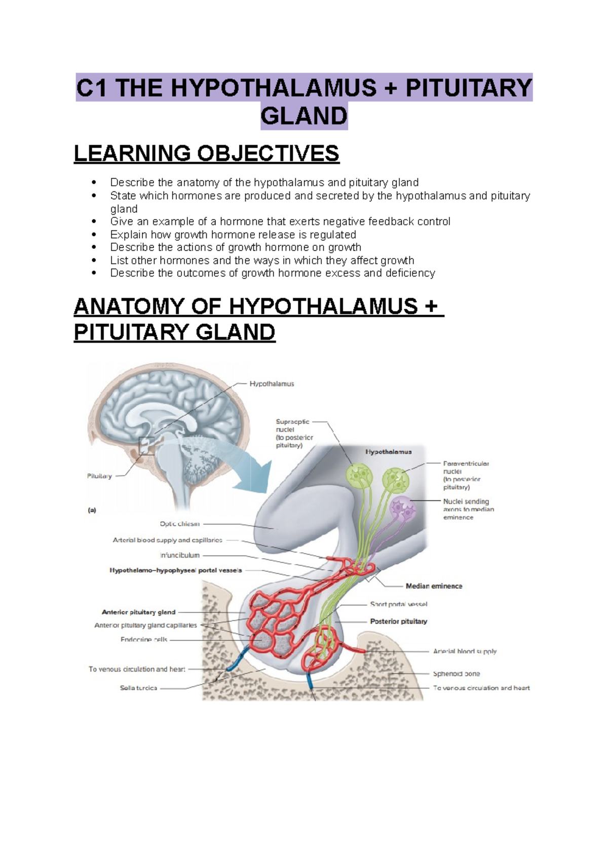 The Hypothalamus - C1 THE HYPOTHALAMUS + PITUITARY GLAND LEARNING ...
