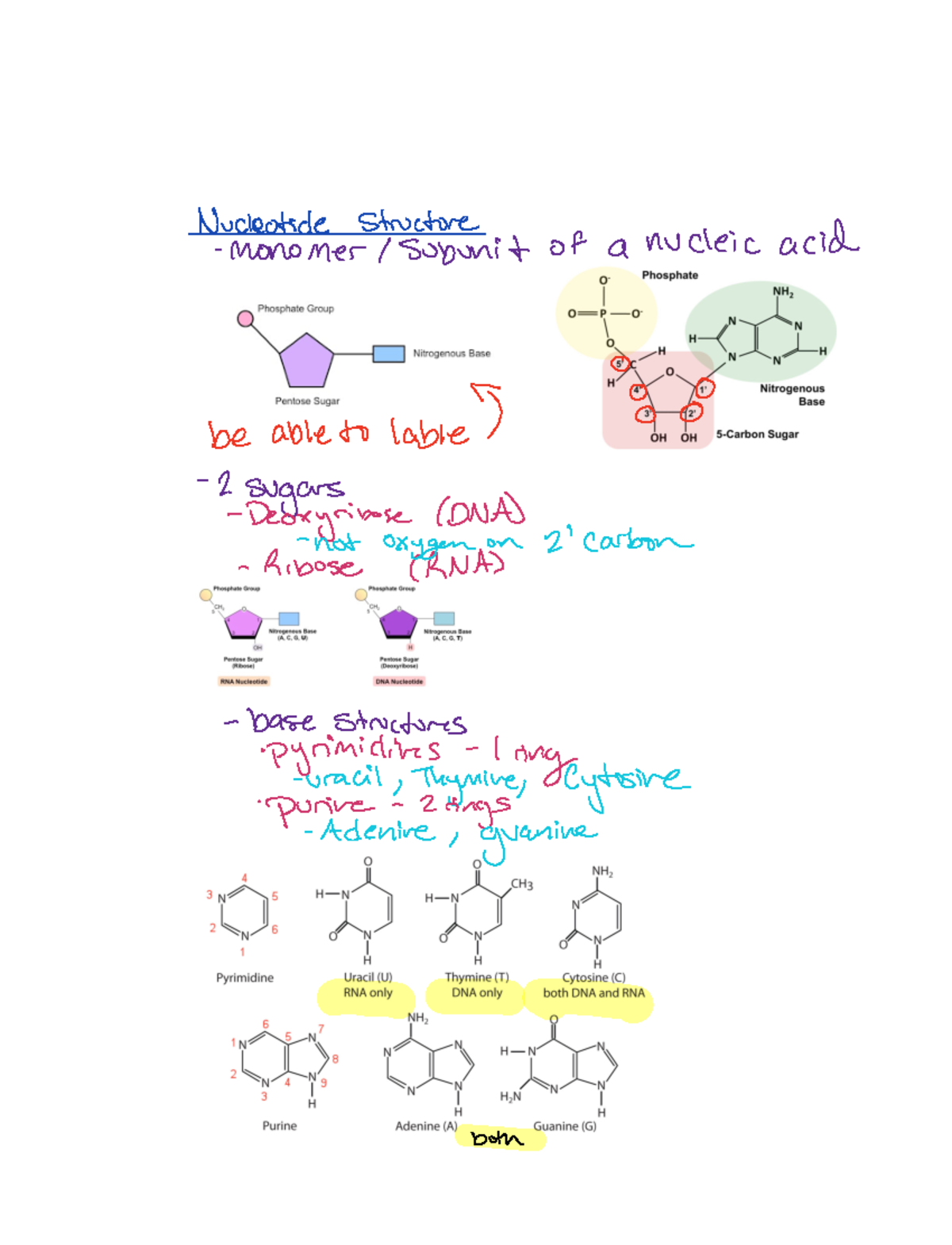 DNA, RNA, and nucleciacids - Nucleotide structure monomer subunit of a ...