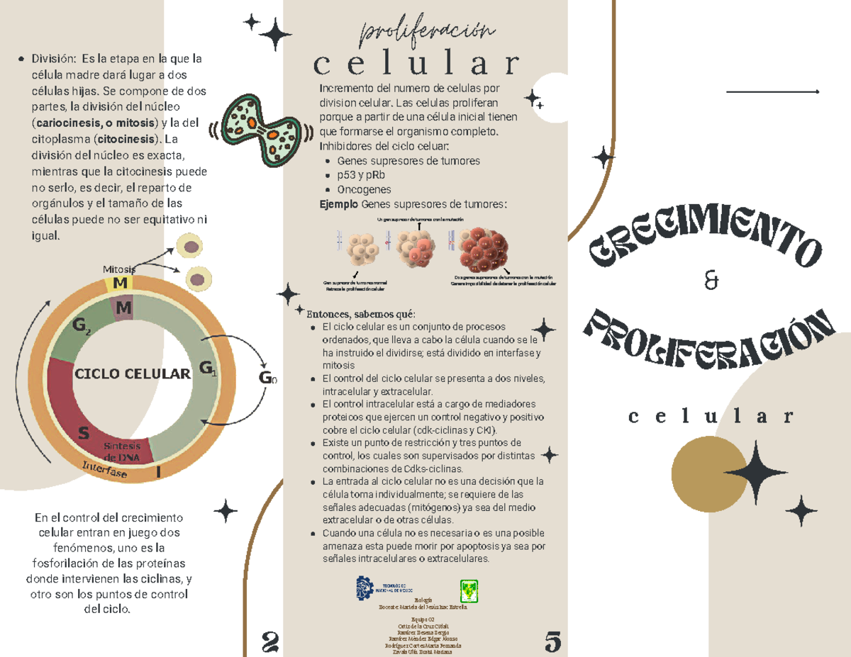 Crecimiento y proliferación celular - C R EC IMIEN T O P R OL IFERAC IÓ ...