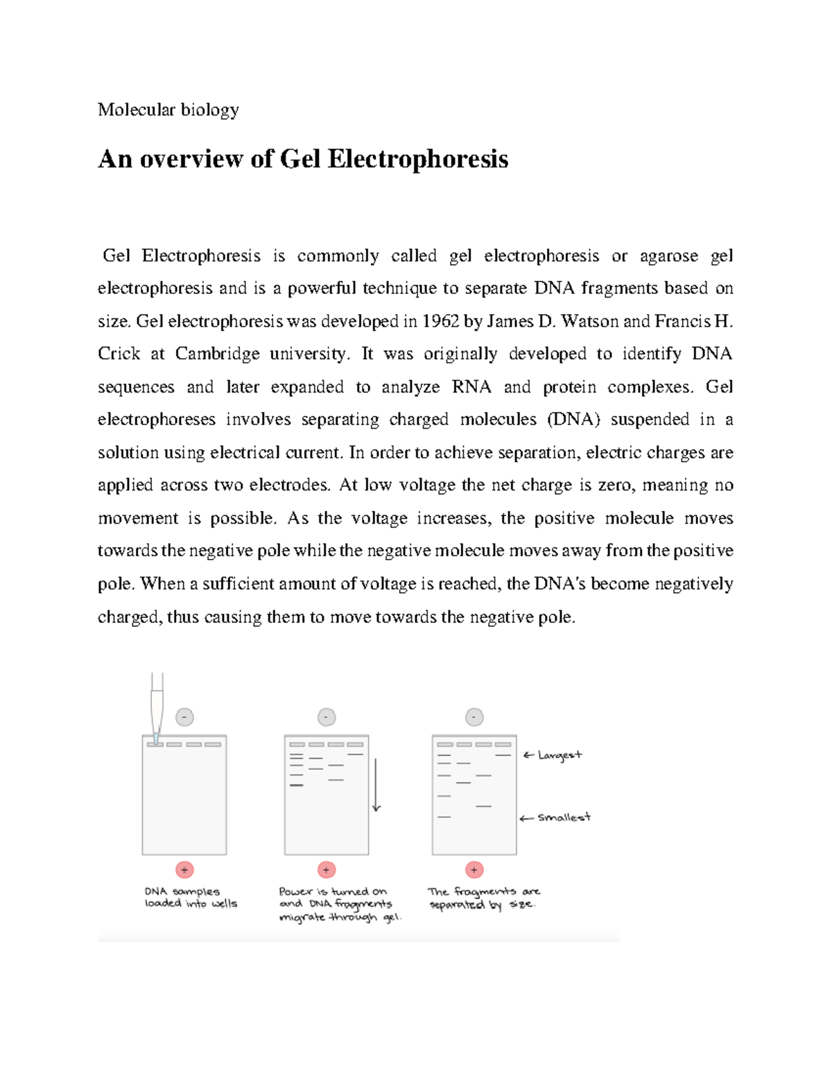 An overview of Gel Electrophoresis - Molecular biology An overview of ...