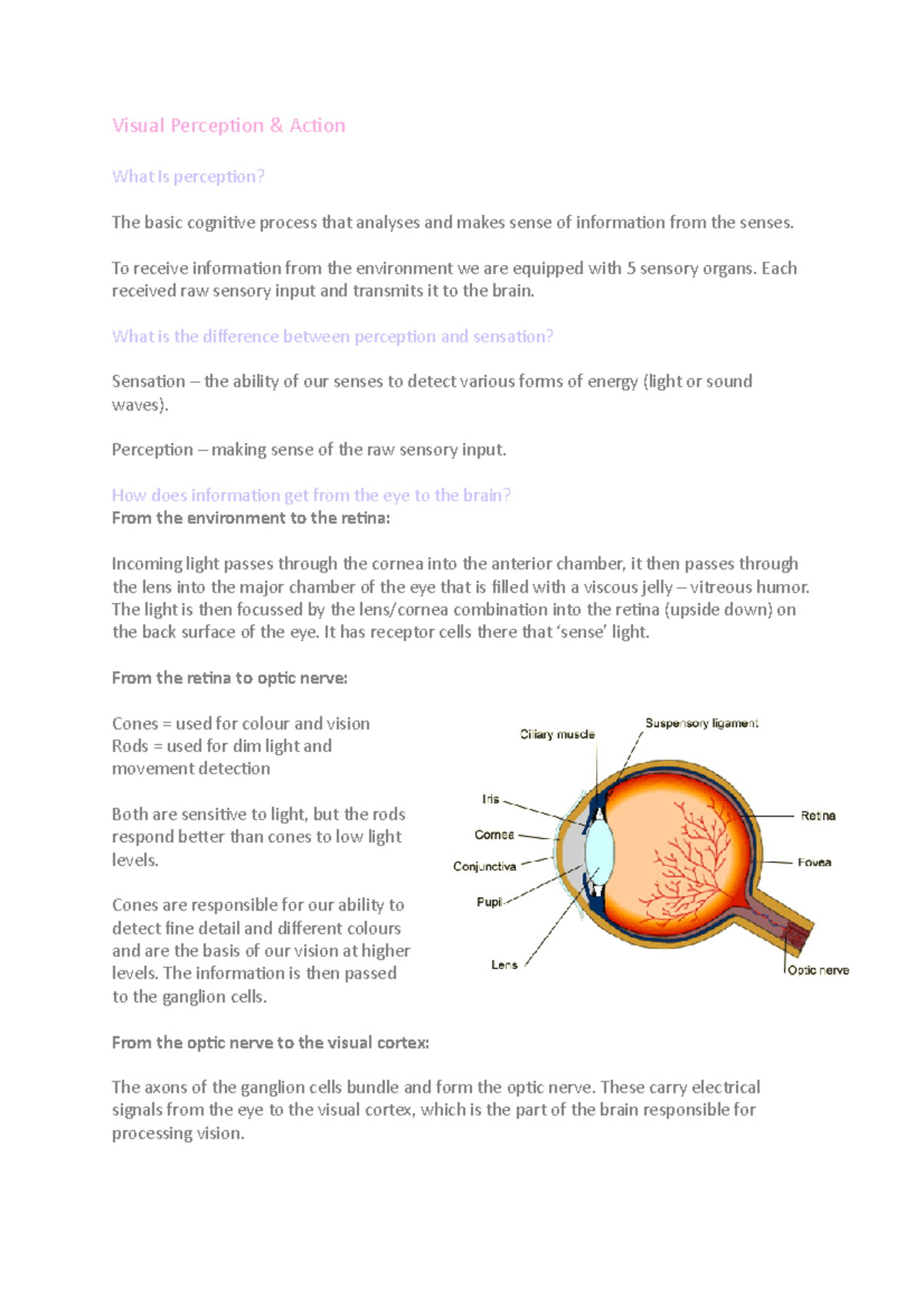 Perception - lecture notes! - Visual Perception & Action What Is ...