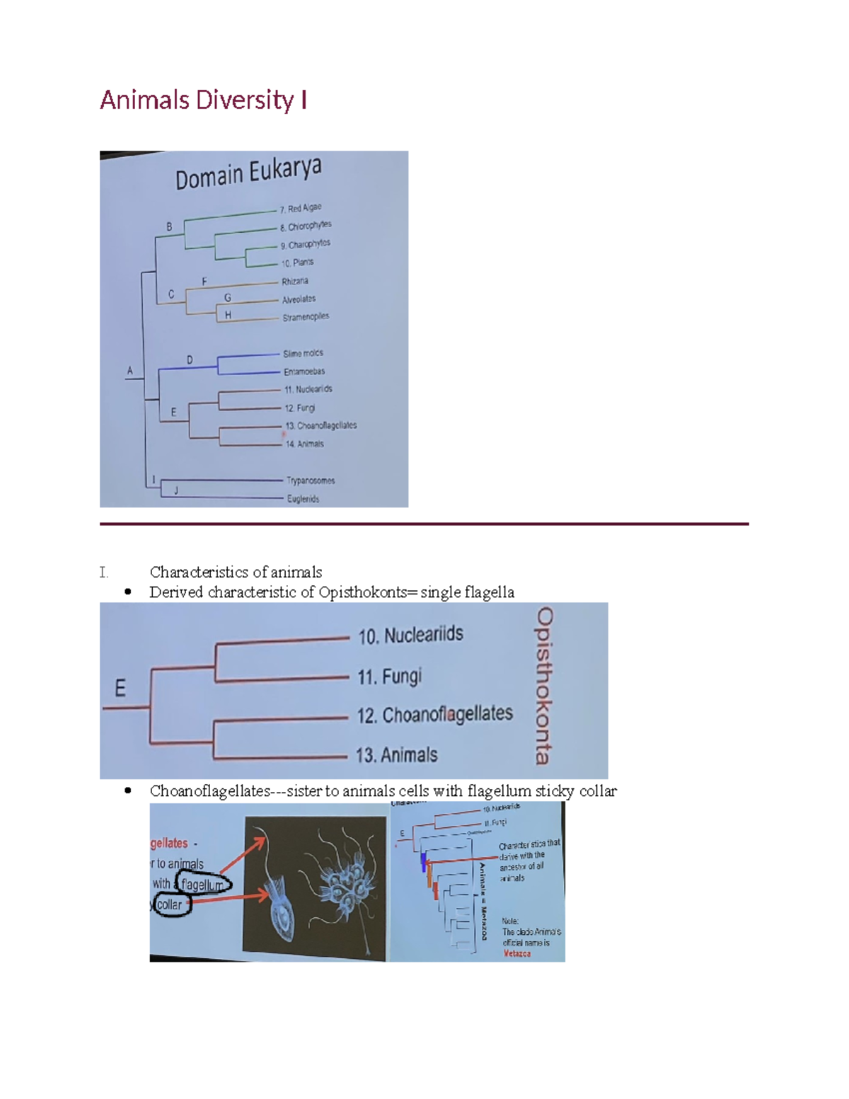 Animals diversity I - Lecture Notes - Animals Diversity I I ...
