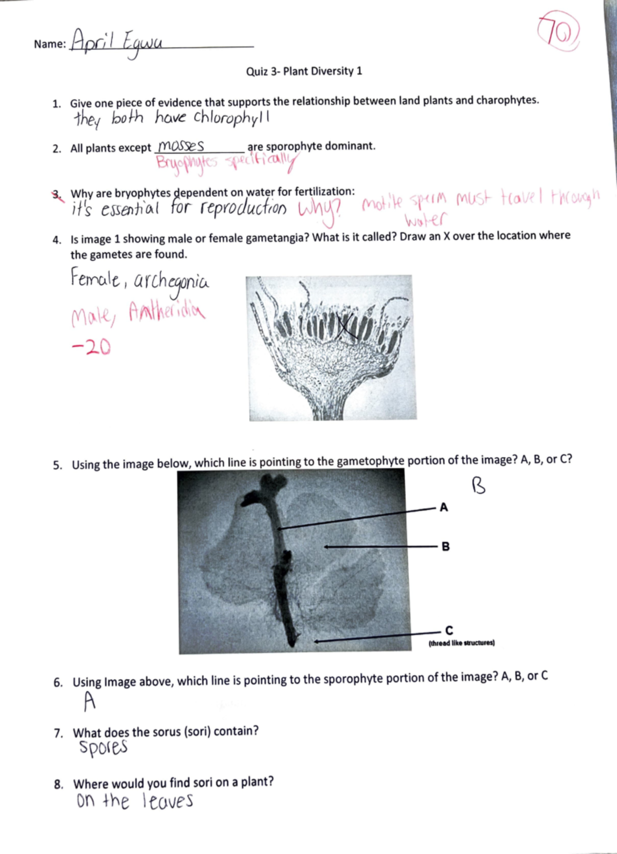 Quiz 3 Plant Diversity I - Name: Ape: I l:Jwu Quiz 3- Plant Diversity 1 ...