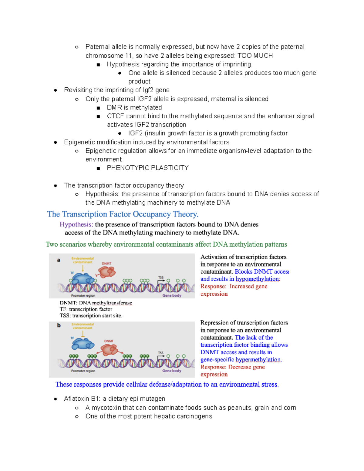 Med Gen Powerpoint 7 Epigenetics Part 9 - Paternal allele is normally ...