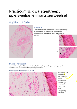 Histologie samenvatting practicum 7 - Practicum 7: glad en ...