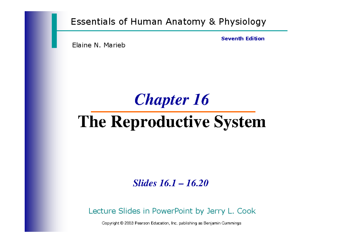 Reproductive System Handout - Essentials of Human Anatomy & Physiology ...