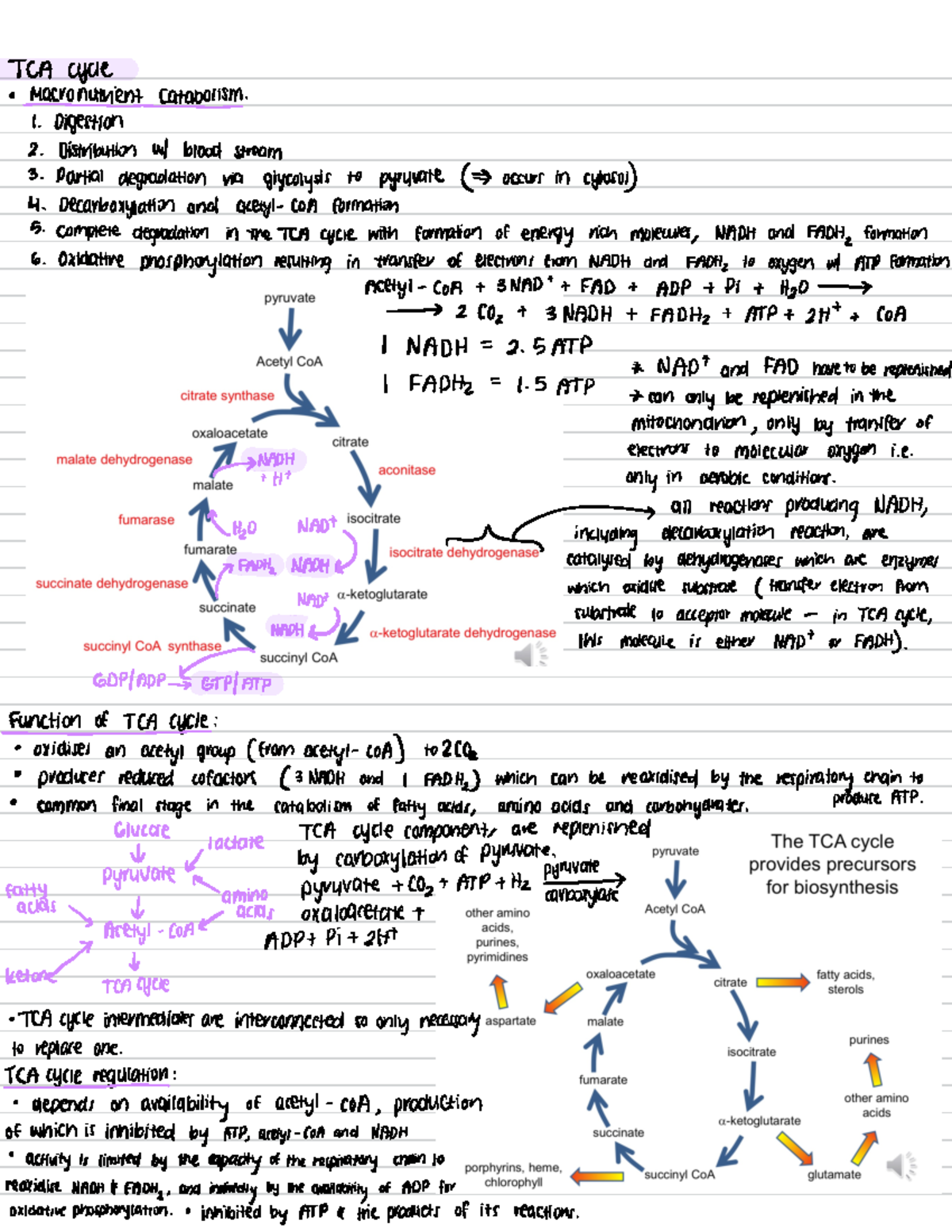 Summary of Lectures 7 - TCA cycle · Macronutrient Catabolism. -"i 1 ...