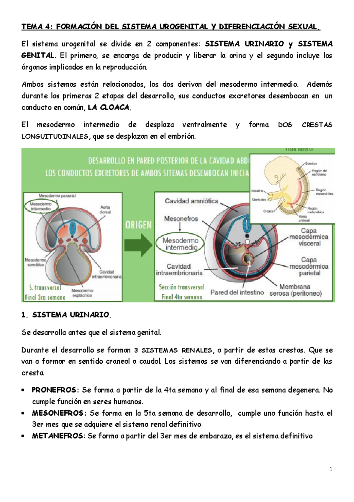 TEMA 4. Sistema Urogenital - TEMA 4: FORMACIÓN DEL SISTEMA UROGENITAL Y ...