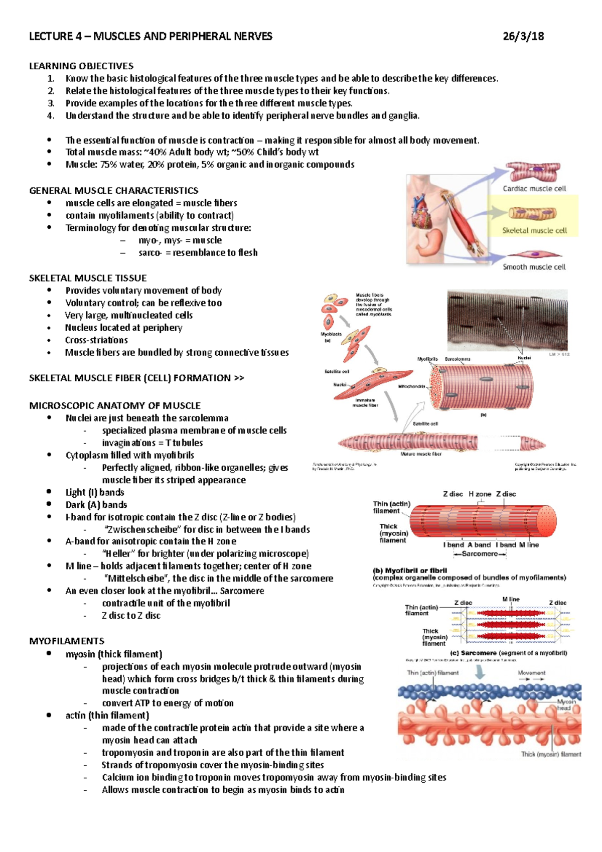 Lecture 4 – Muscles AND Peripheral Nerves - LECTURE 4 MUSCLES AND ...