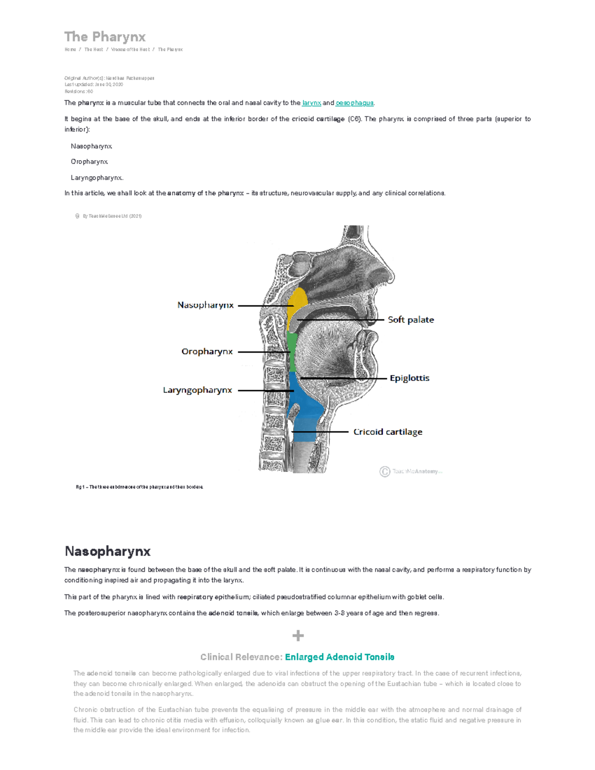 The Pharynx - Subdivisions - Blood Supply - Teach Me Anatomy - The ...