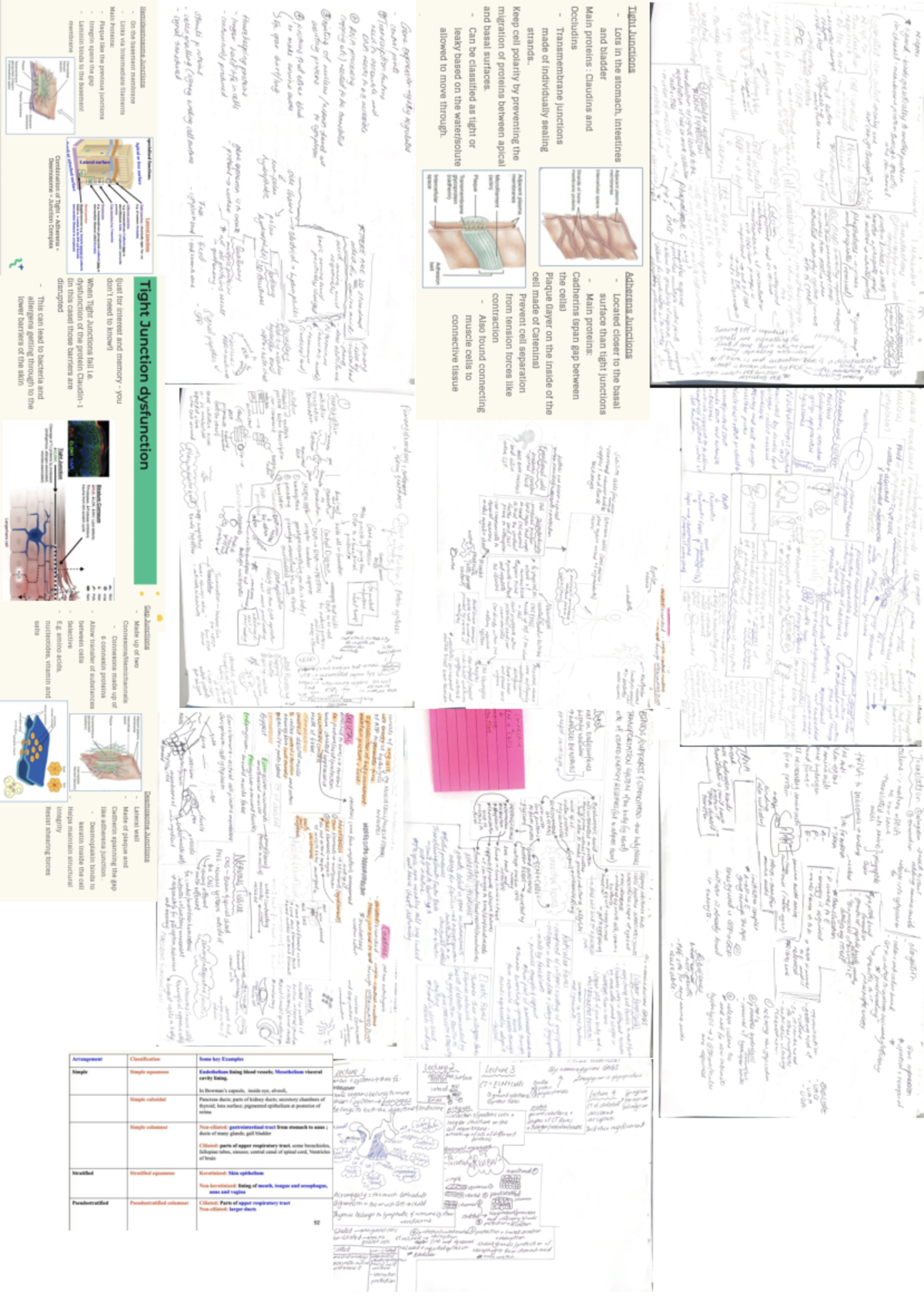 Test cheat sheet example - Biology for Biomedical Science: Cellular ...