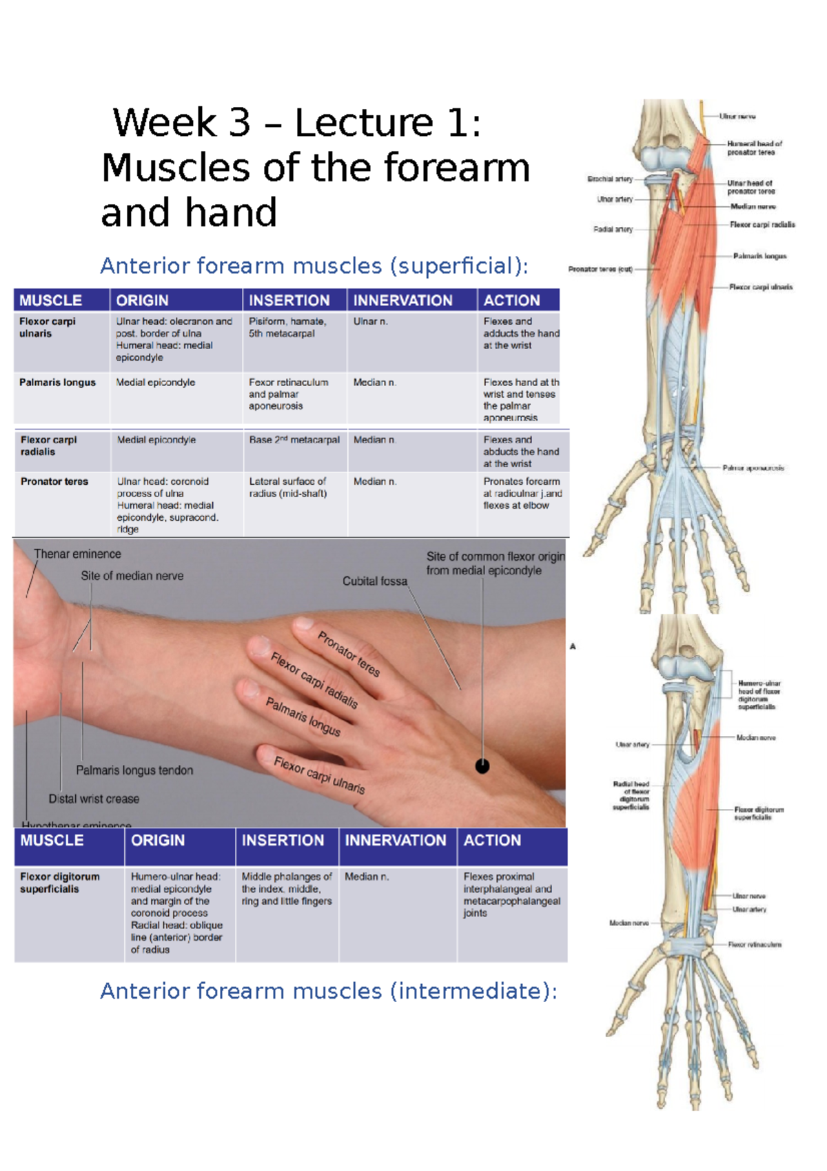 Week 3 lect 1 - musculo notes - Week 3 – Lecture 1: Muscles of the ...