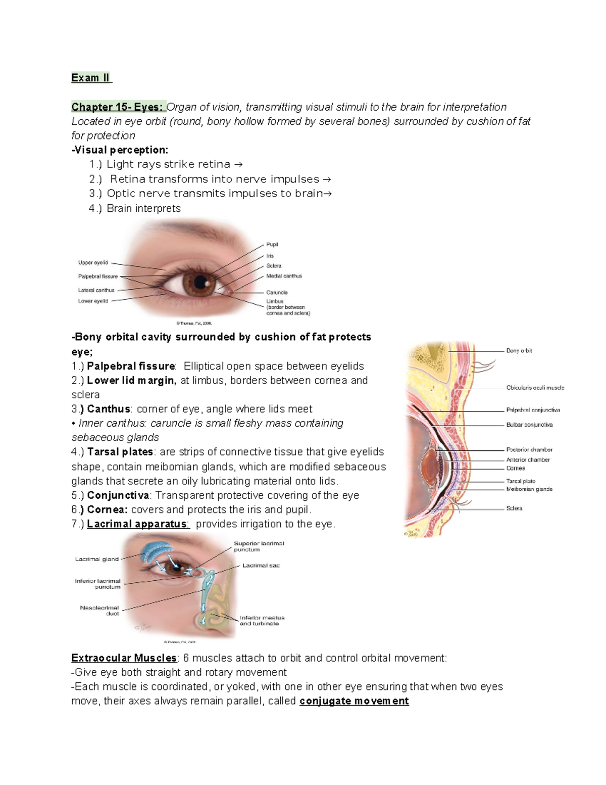 Health Assessment Exam II - Exam II Chapter 15- Eyes: Organ of vision ...