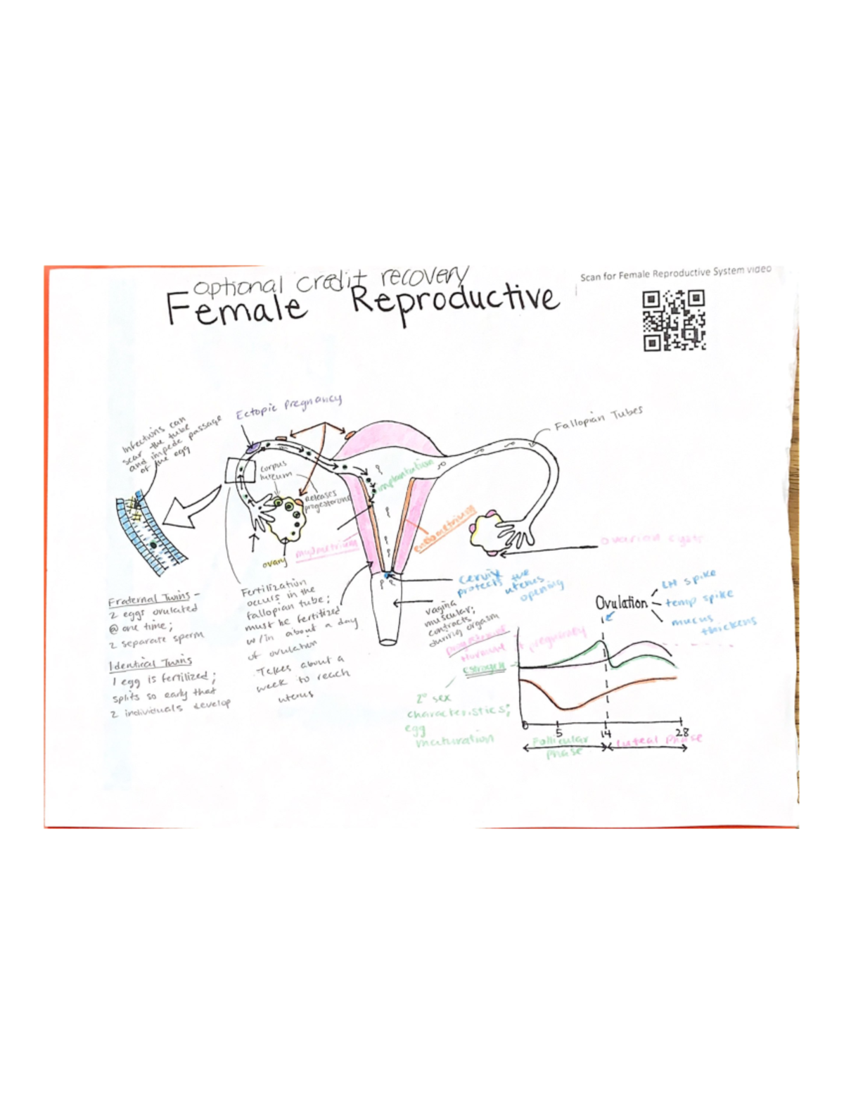 Female reproductive - Studocu