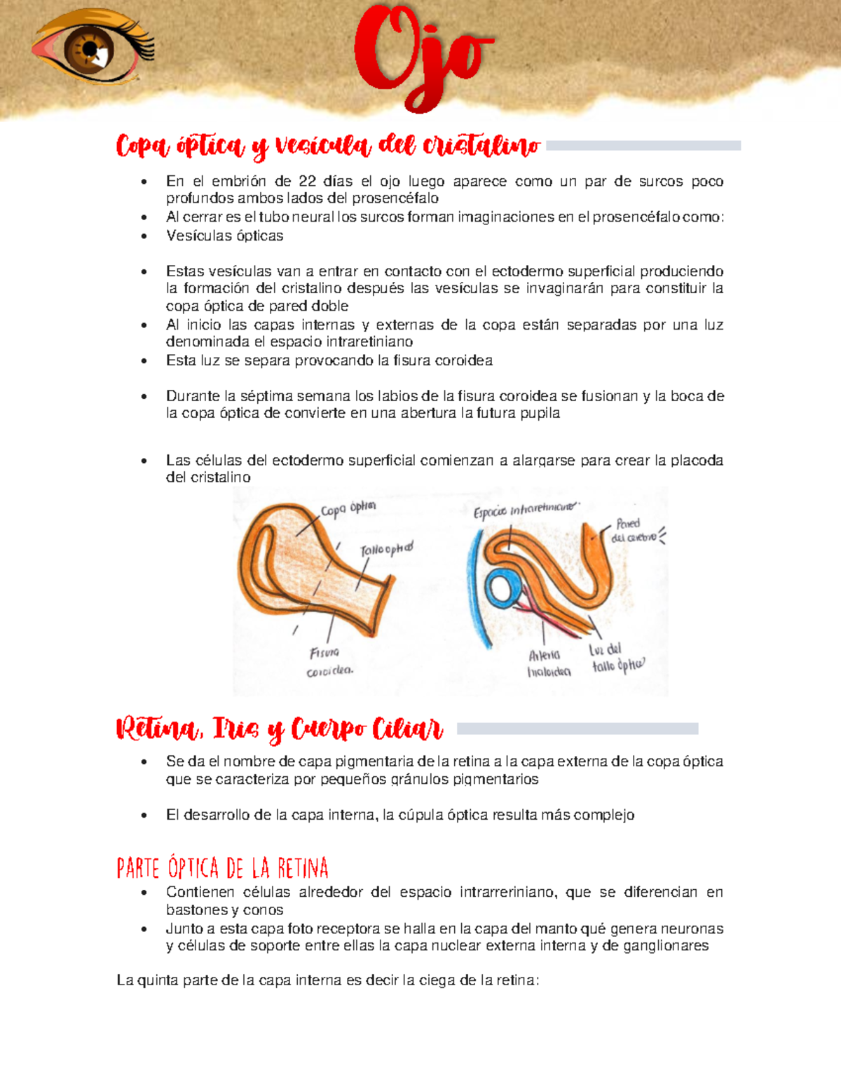 CAP 20 OJO RESUMEN - Copa óptica y vesícula del cristalino En el ...