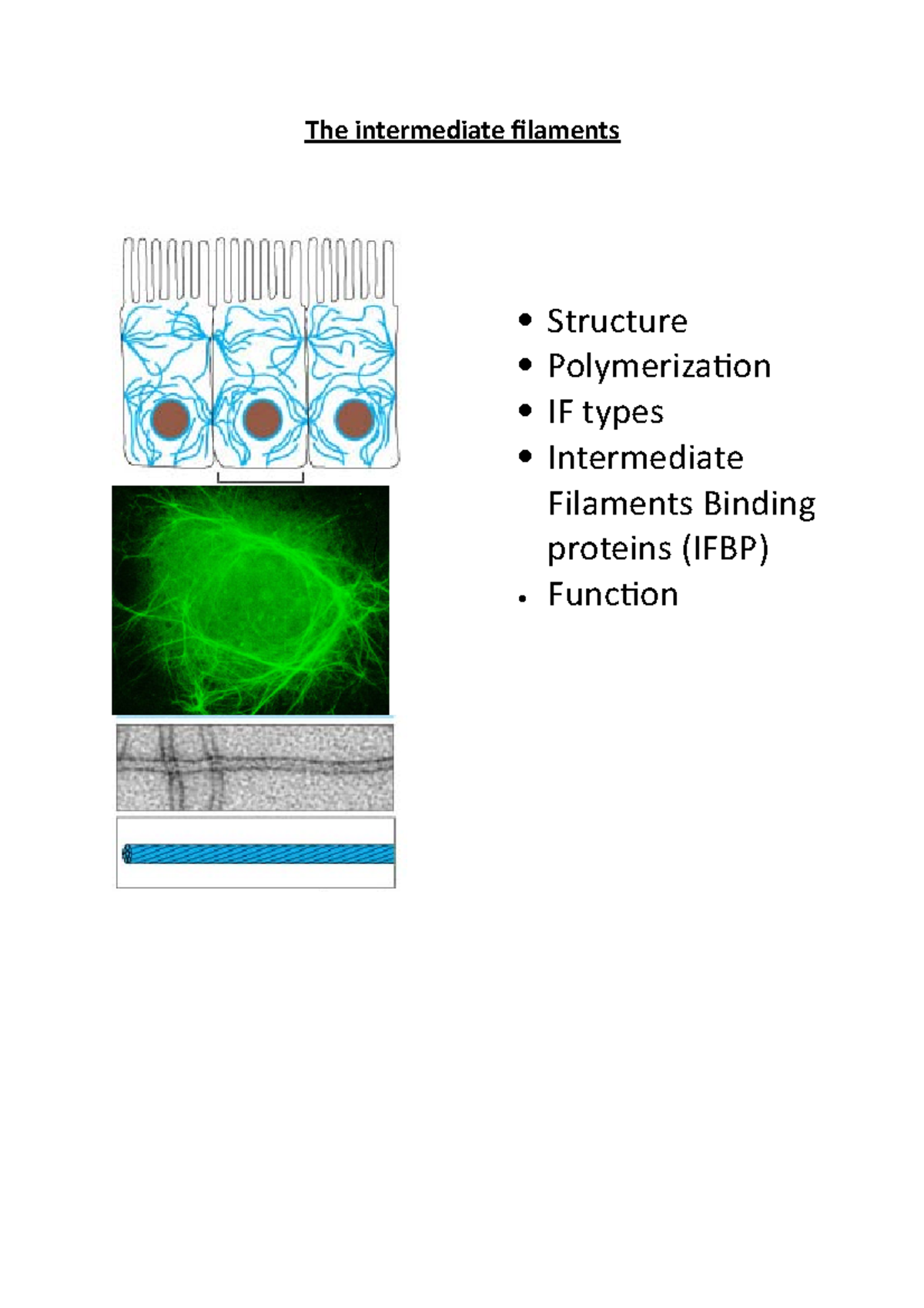 The intermediate filaments - Ropelike with many long strands twisted ...
