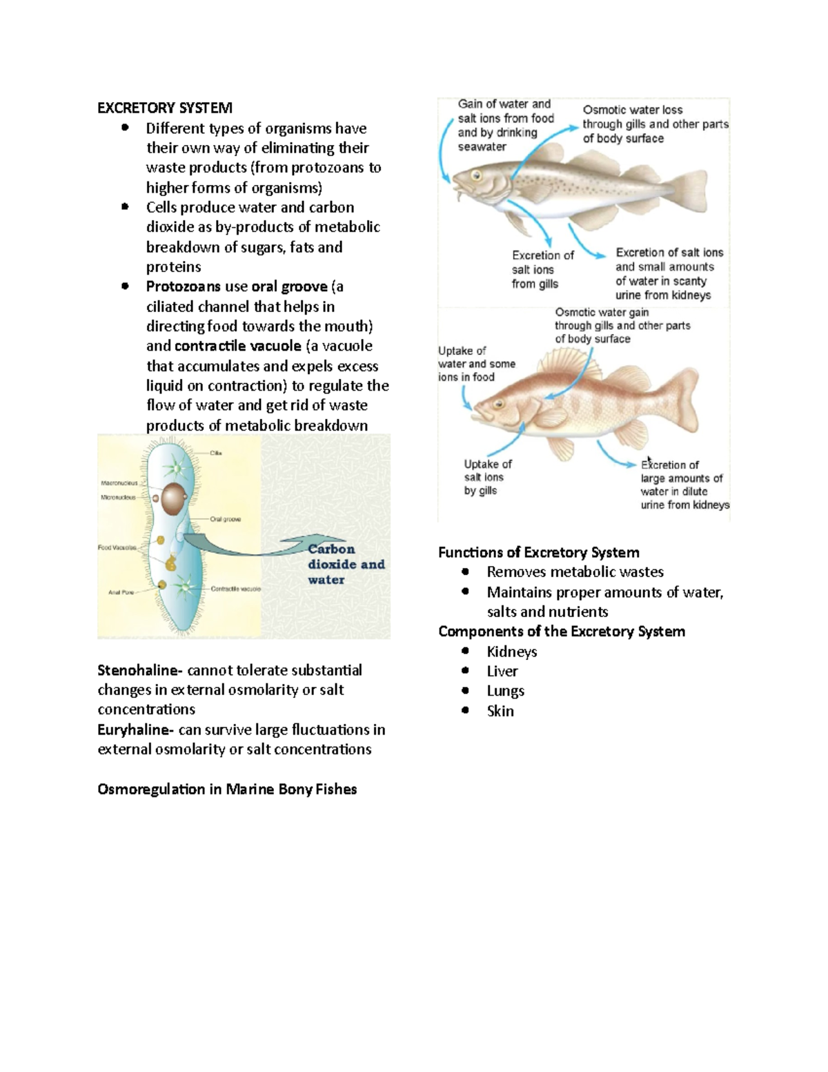 492885035-Excretory-System anatomy - EXCRETORY SYSTEM Different types ...