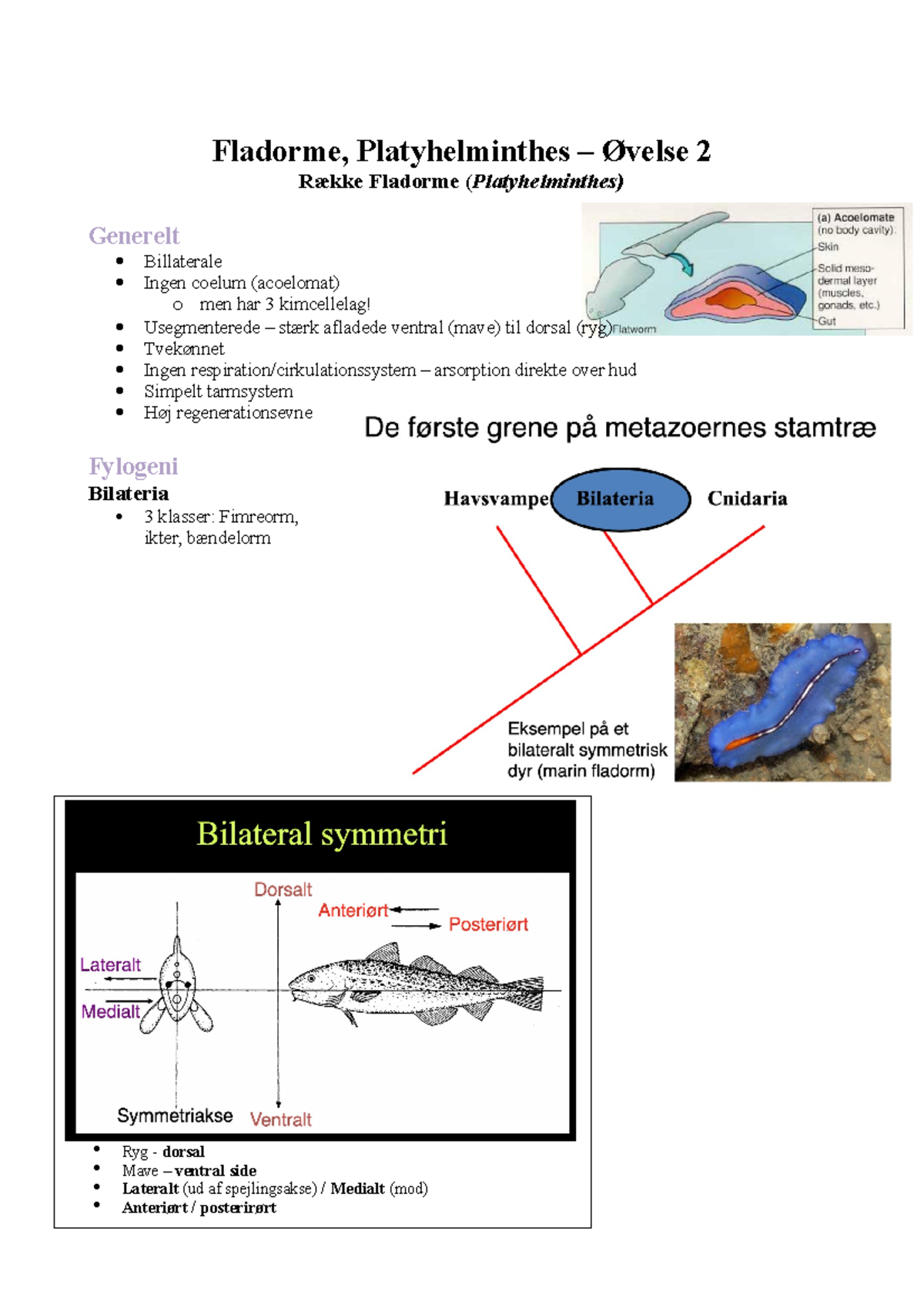 Fladorme, Plathyhelminthes - Øvelse 2 Zoologi - Fladorme ...