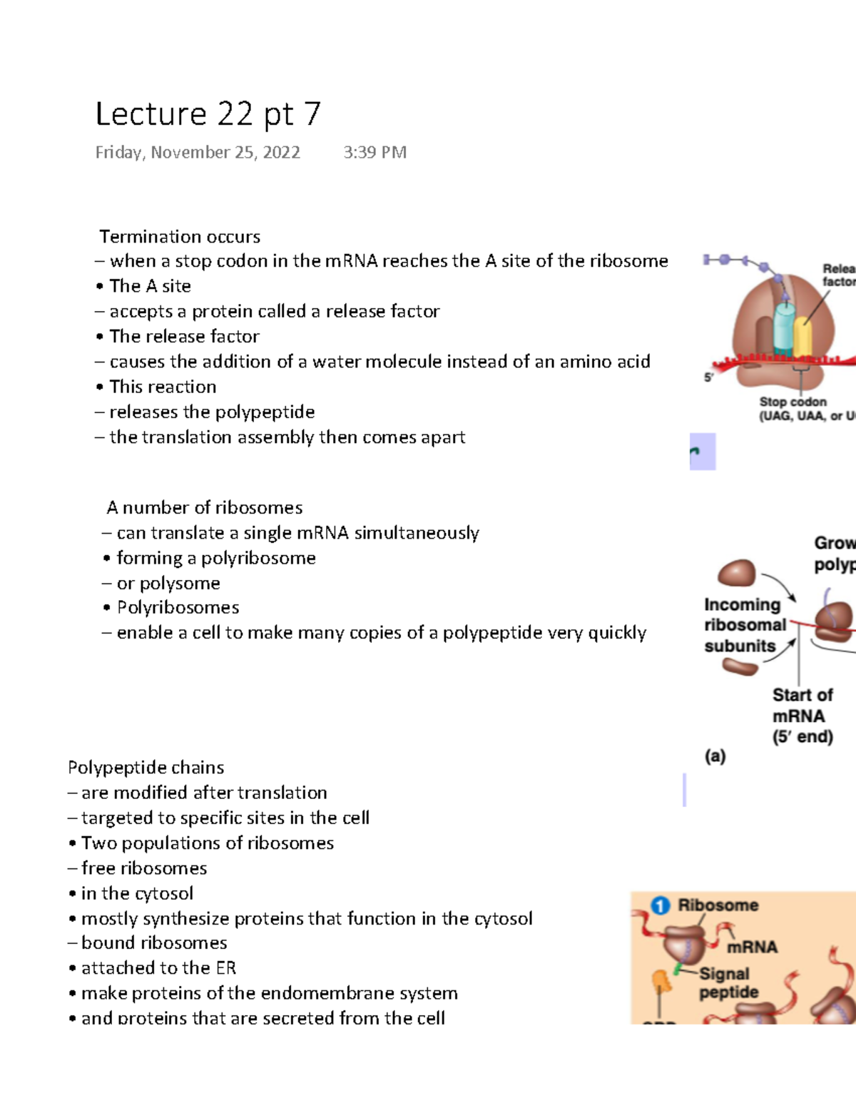 Lecture 22 pt 7 - Termination occurs – when a stop codon in the mRNA reaches the A site of the ...