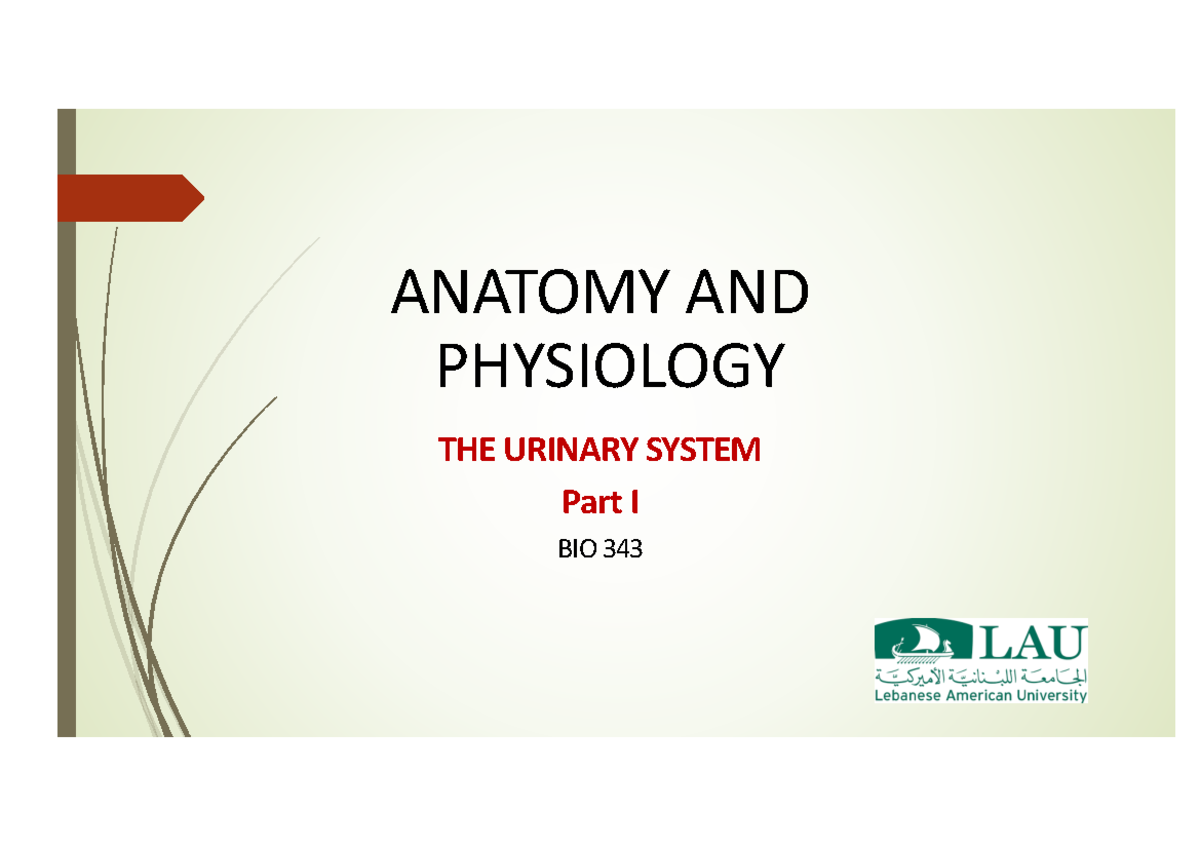 Chapter 12-Part 1 - DDD - ANATOMY AND PHYSIOLOGY THE URINARY SYSTEM ...