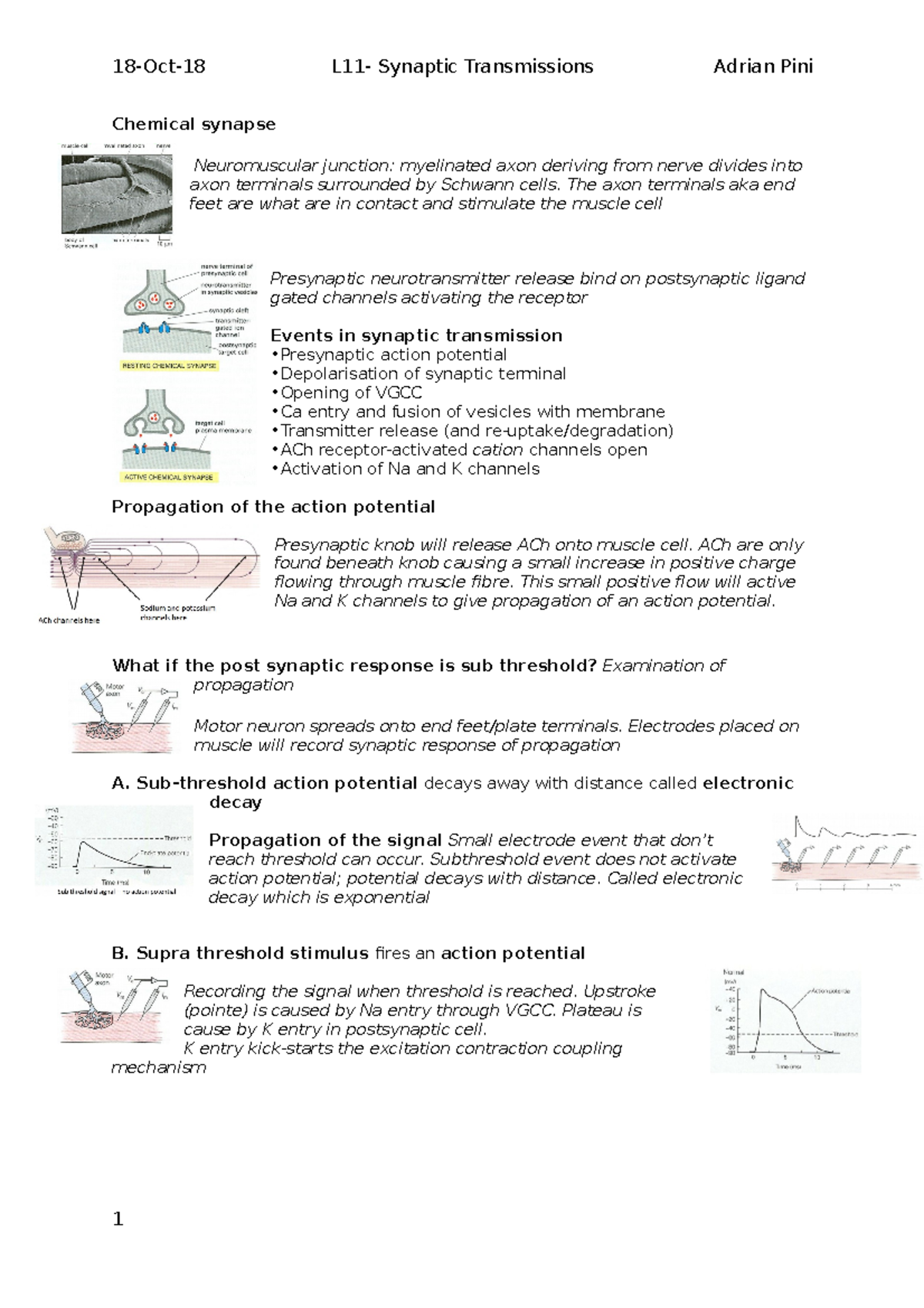 L11- Synaptic Transmissions - Synaptic Transmissions Adrian Pini ...