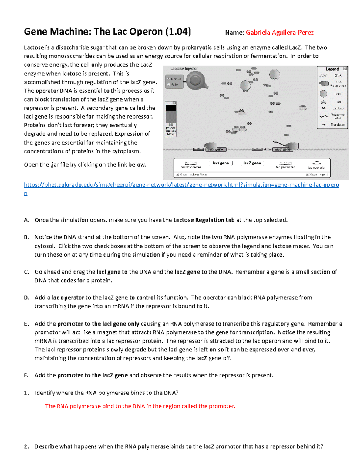 Gene Machines laboratory - Gene Machine: The Lac Operon (1) Name ...