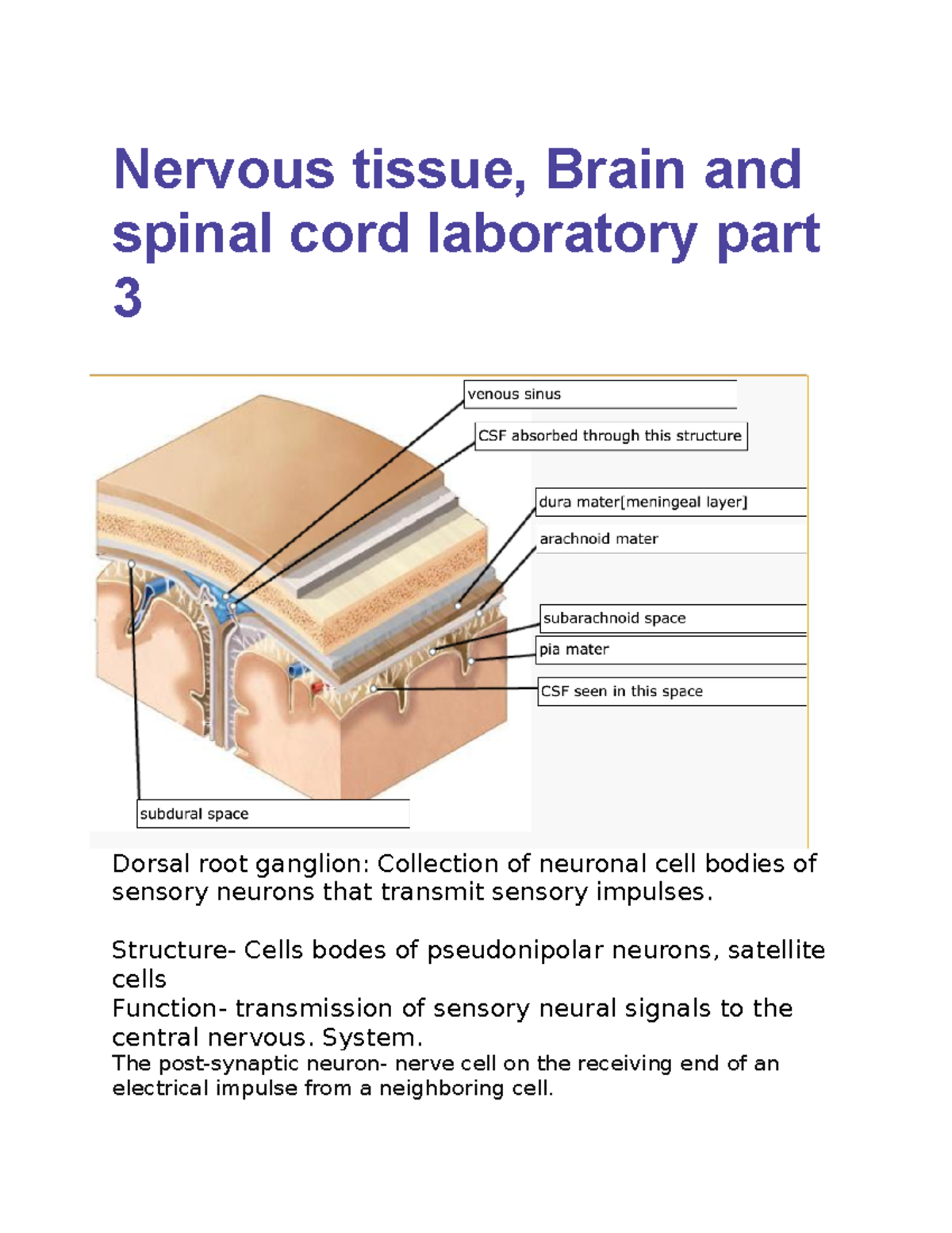Nervous tissue, Brain and spinal cord laboratory part 3 - Nervous ...