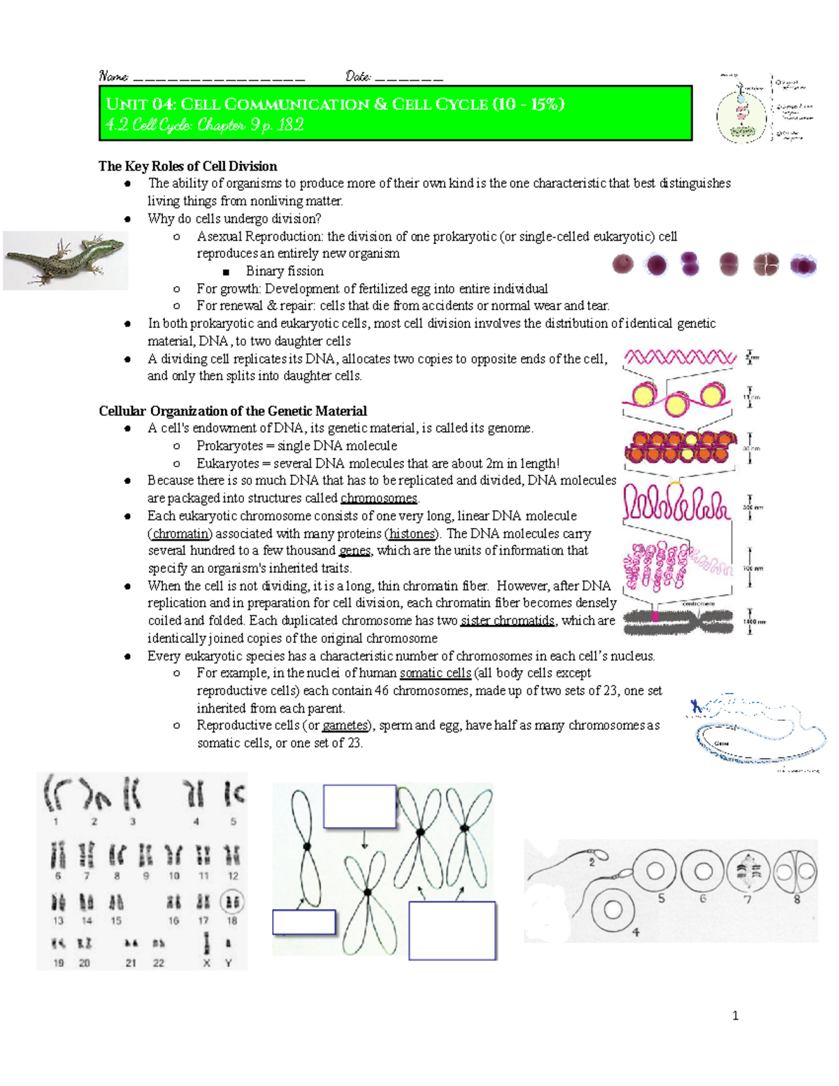 Cell Cycle Notes - Name: _______________ Date: ______ Unit 04: Cell ...