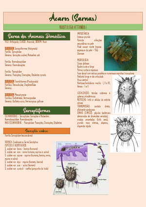 Siphonaptera - pulgas - Morfologia das formas evolutivas, ciclo ...