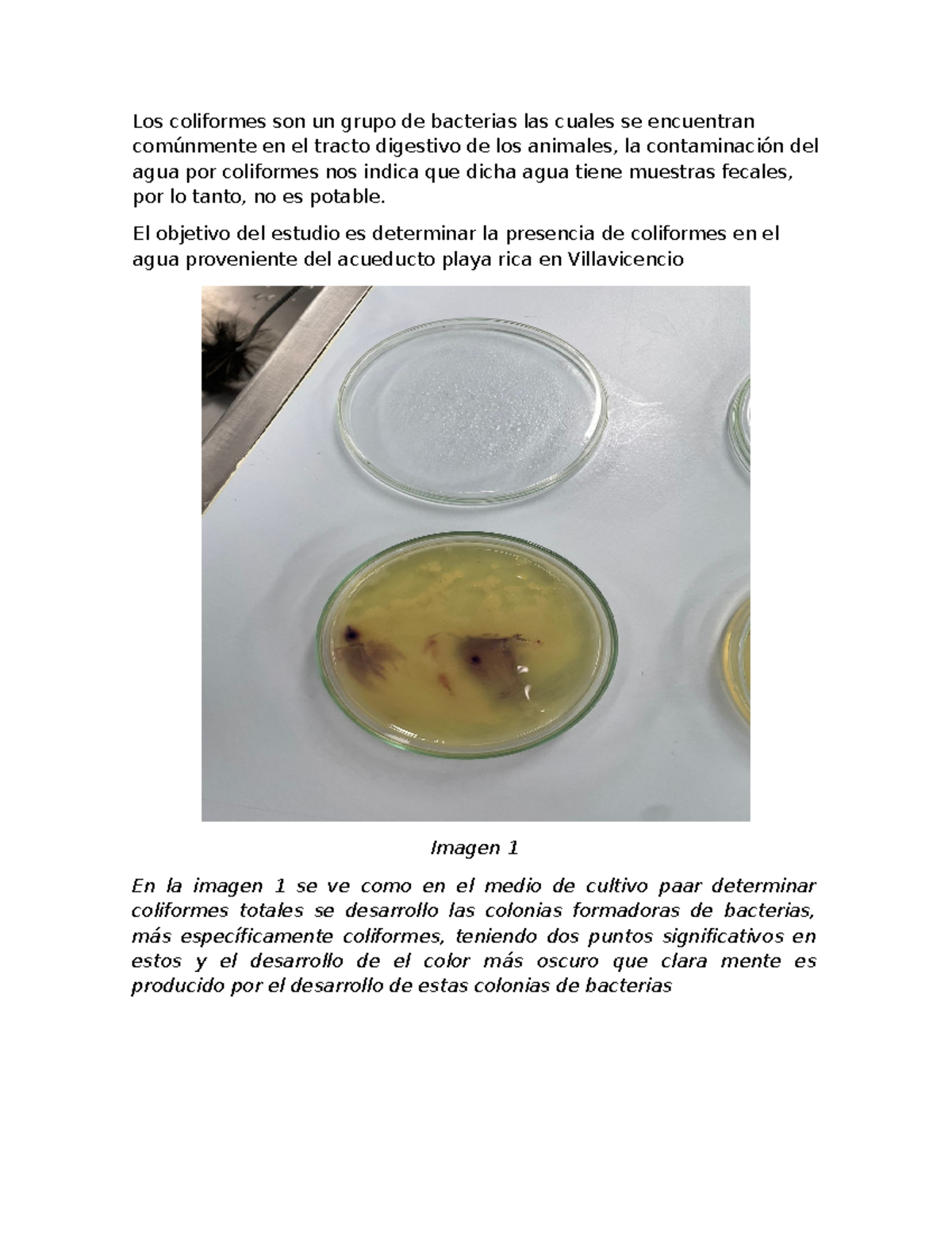 Coliformes - Los coliformes son un grupo de bacterias las cuales se ...