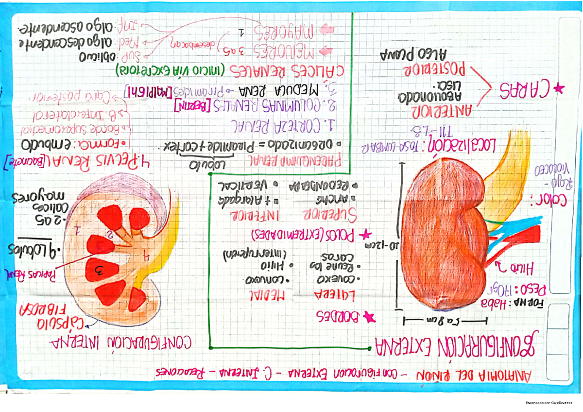 Anatomia del Sistema Renal - ANATOMIA DEL RINON - configuracion EXTERNA ...