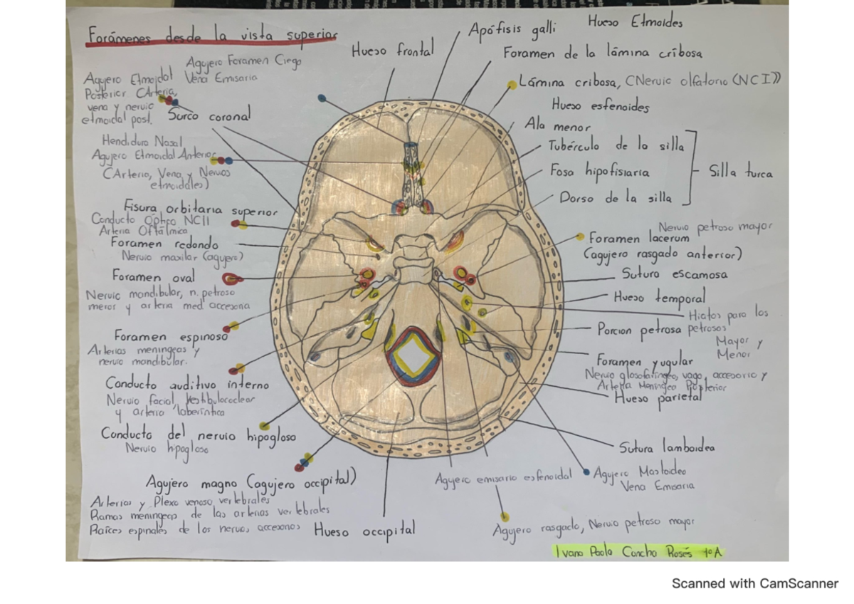 ADA 1 Huesos del cráneo y forámenes - Hueso Etmoides Foramenes desde la ...