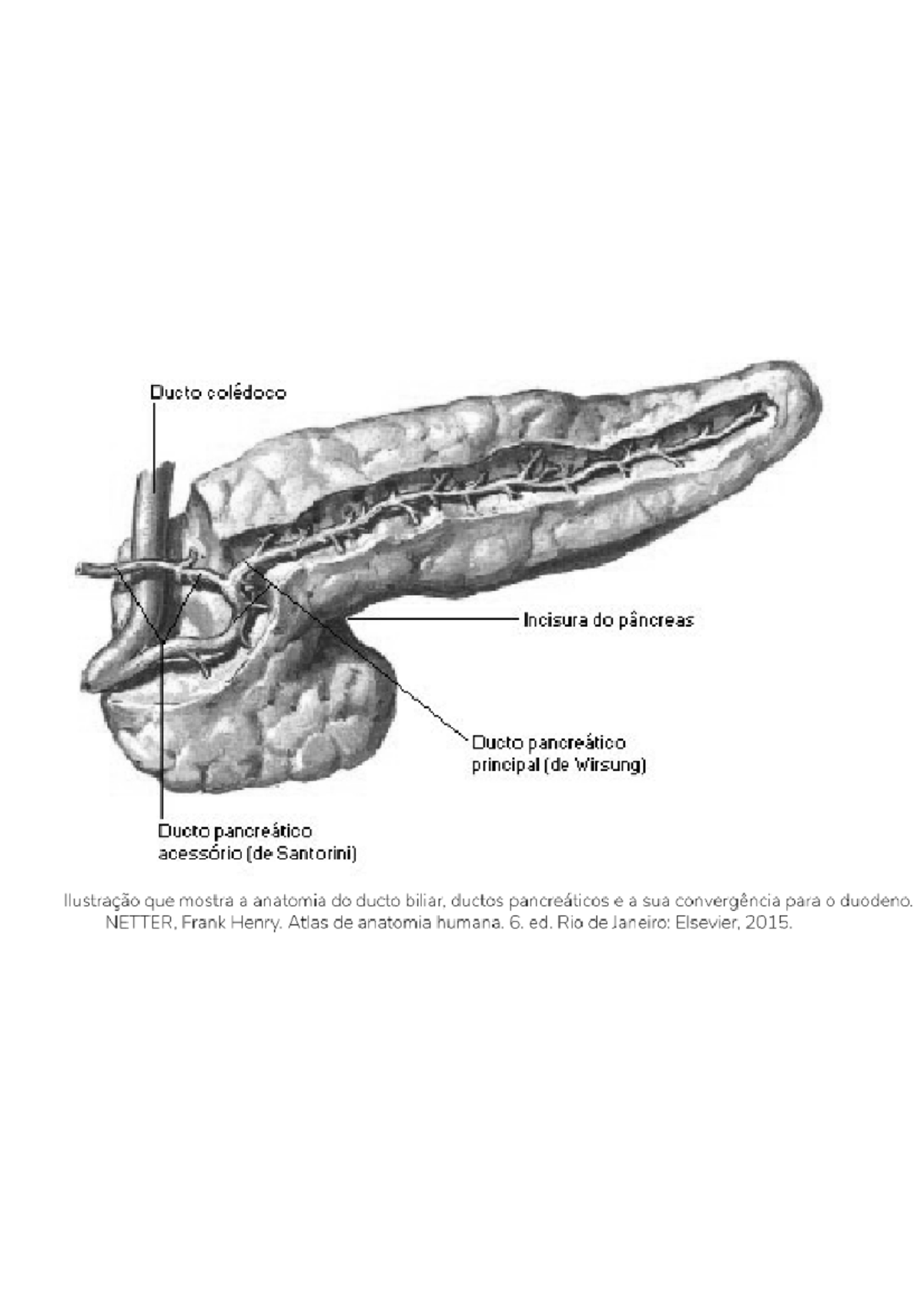 Gmail - image - kskss - Duoto colédoco Incisura do pâncreas Ducto ...