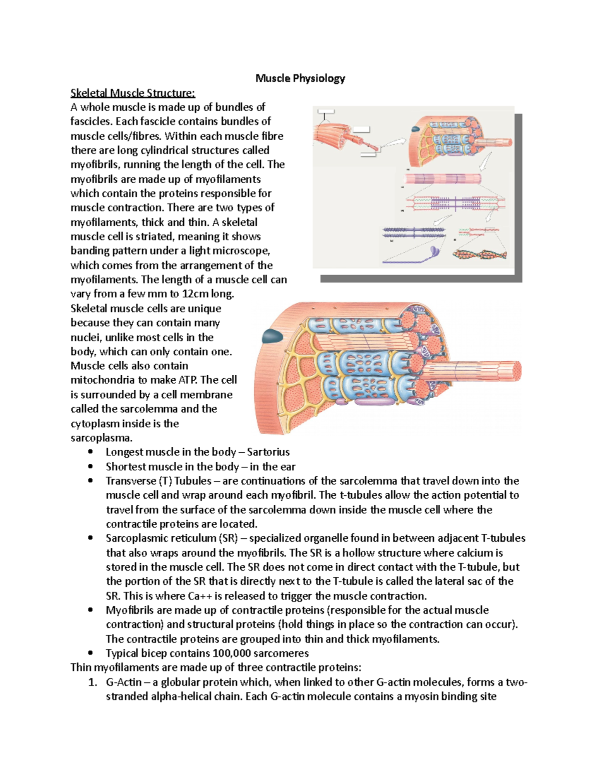 Muscle Physiology - Skeletal Muscle Structure: A whole muscle is made ...