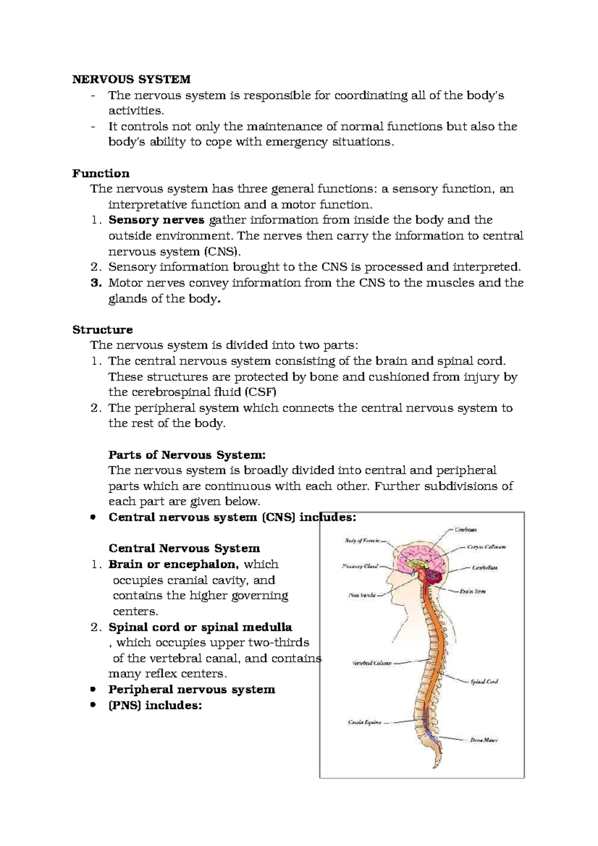 Nervous-System anatomy and physiology - NERVOUS SYSTEM The nervous ...