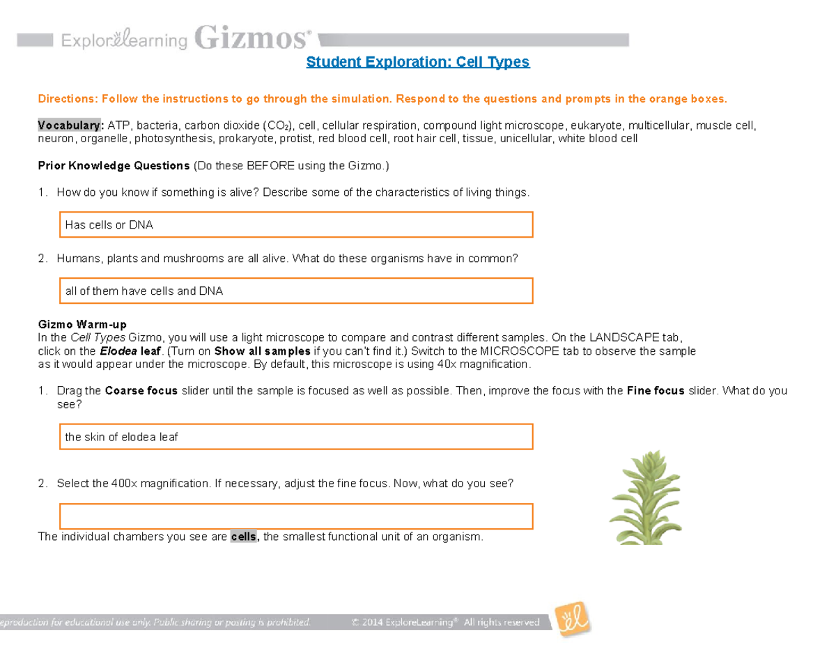 Cell Types Gizmo Graphic Organizer Argumentation - Student Exploration ...