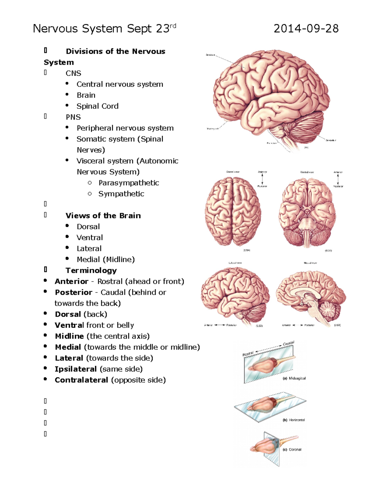 Nervous System Sept 23rd - Types of Neurons/Axons Spinal nerve carries ...
