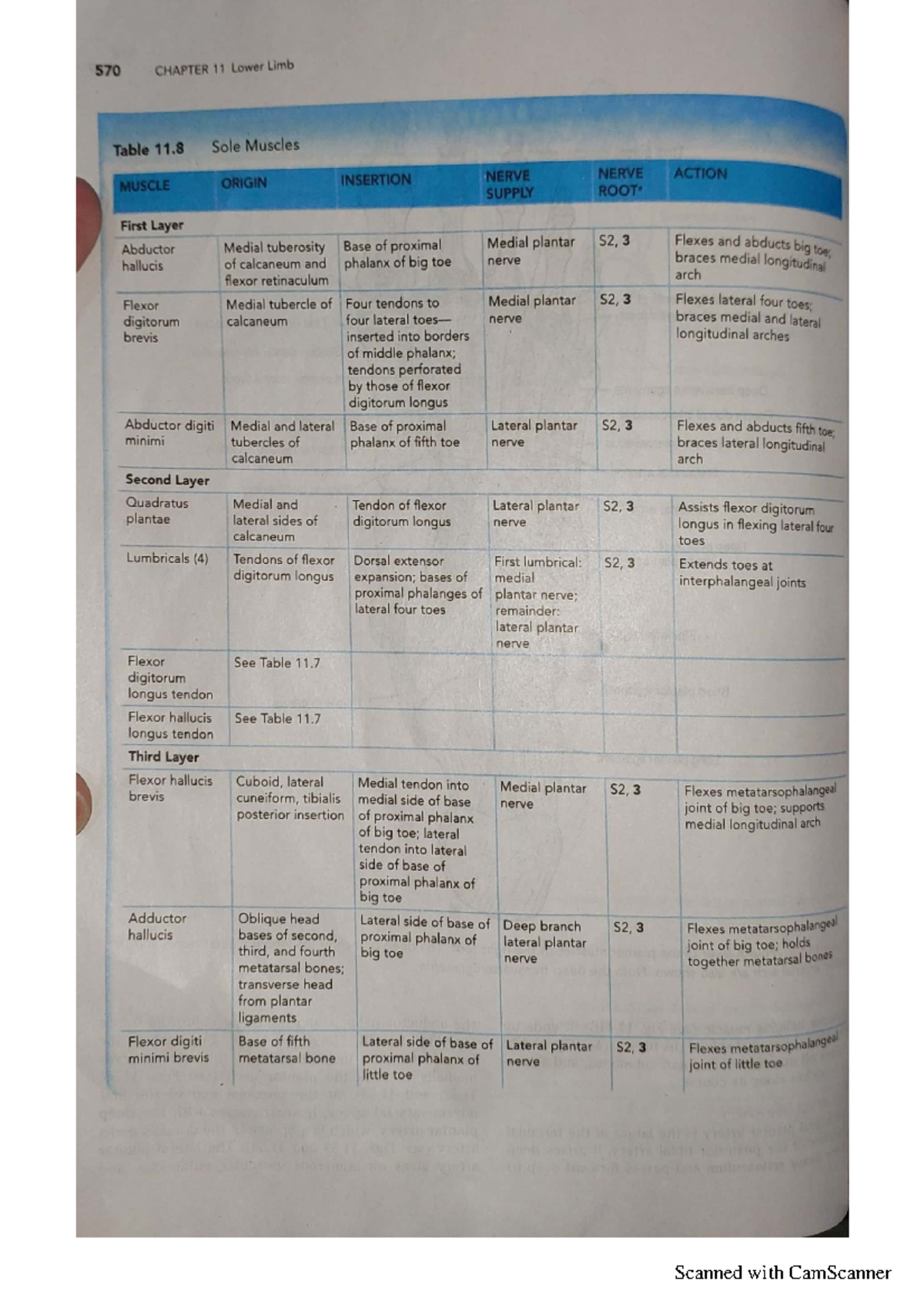 Muscle of foot slides - 570 CHAPTER 11 Lower Limb Table 11 Sole Muscles ...