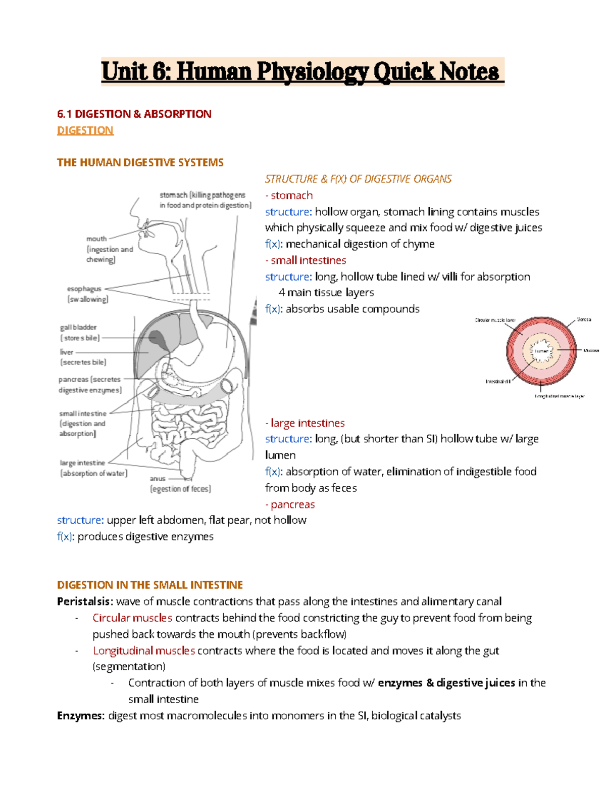 Human Physiology Quick Notes - They carry blood to tissues of the body ...