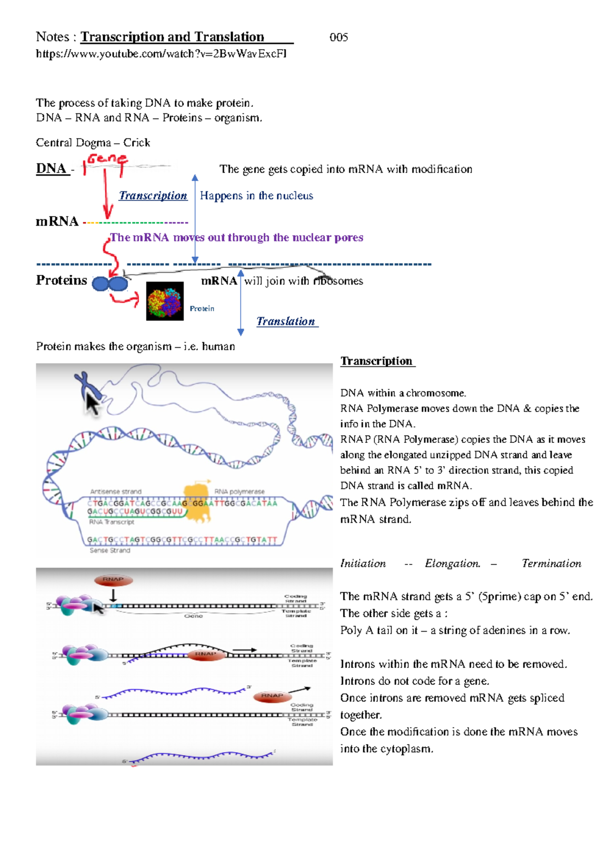Lecture 13 Notes Transcription Translation - Notes : Transcription and ...