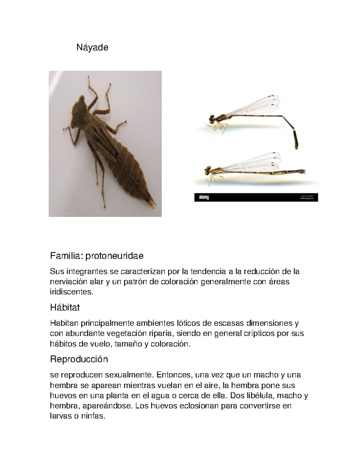 Náyade - todo sobre nayades - Náyade Familia: protoneuridae Sus ...