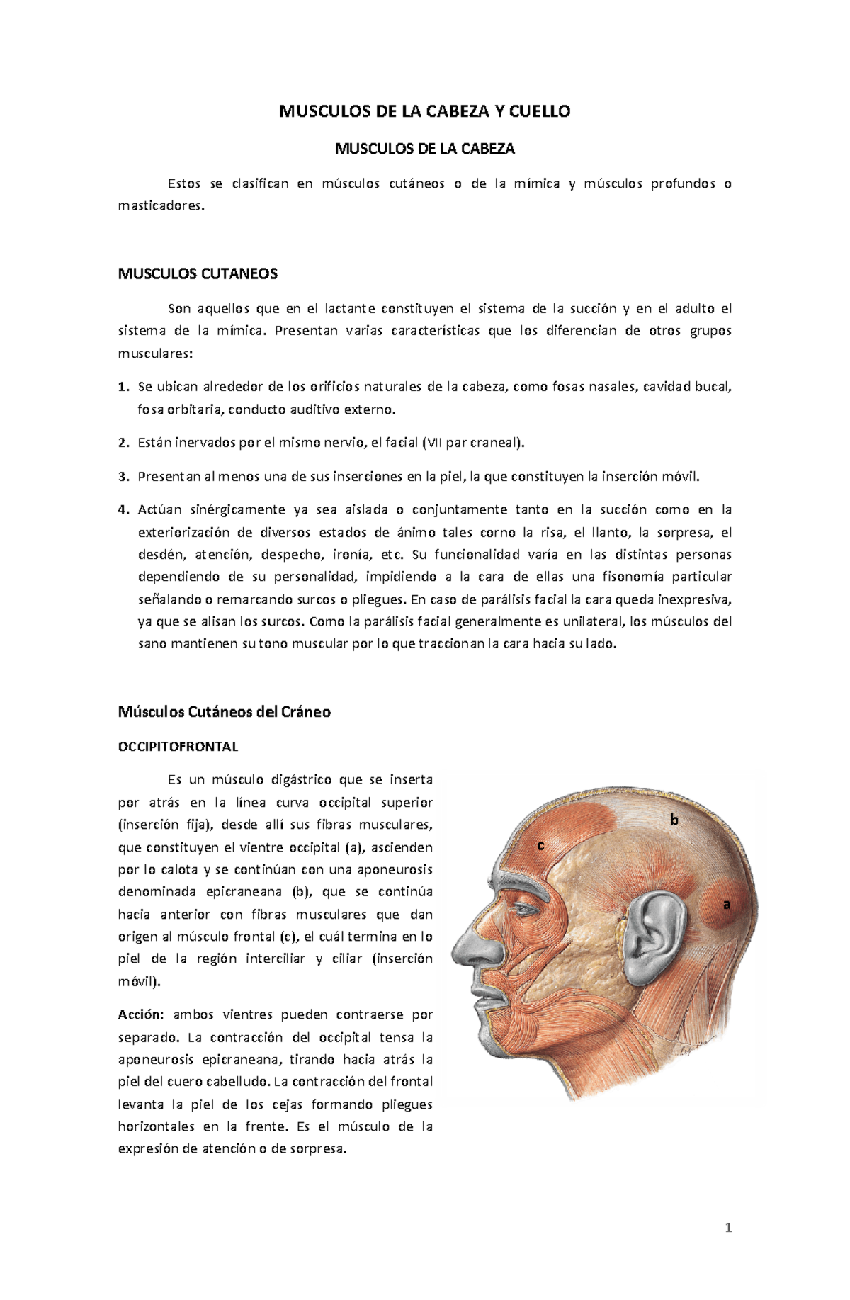 Miologia, Cabeza y Cuello - Estos se clasifican en músculos cutáneos o ...