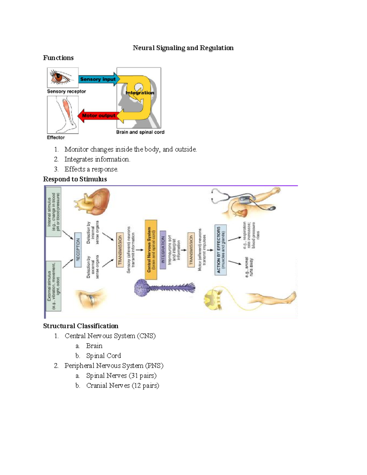 BIO 182 Unit 4 Notes - Neural Signaling and Regulation Functions ...