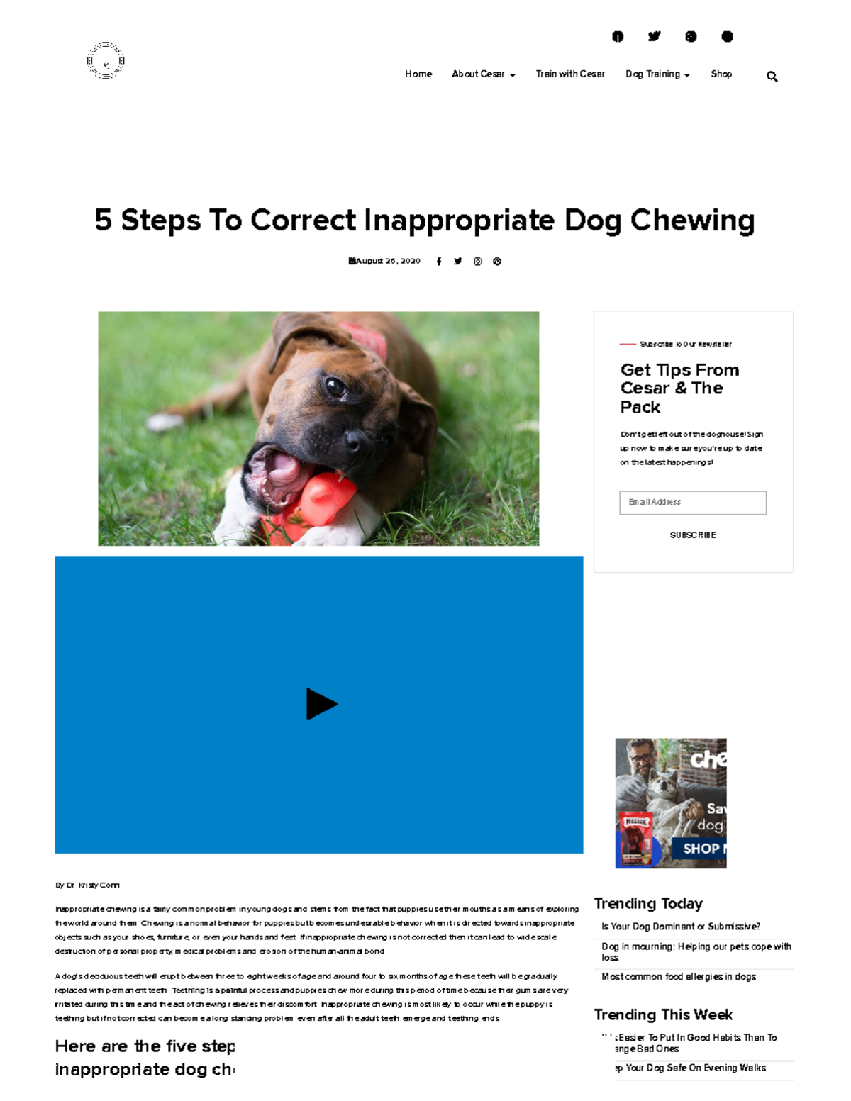 2 - 5 Steps To Correct Inappropriate Dog Chewing Cesars Way - ú ù 5 ...