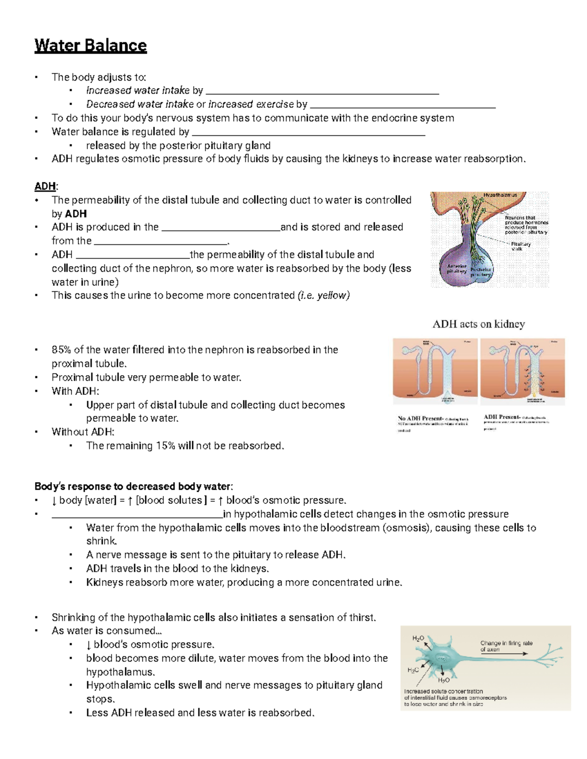 Student note - Water Balance - Water Balance The body adjusts to ...