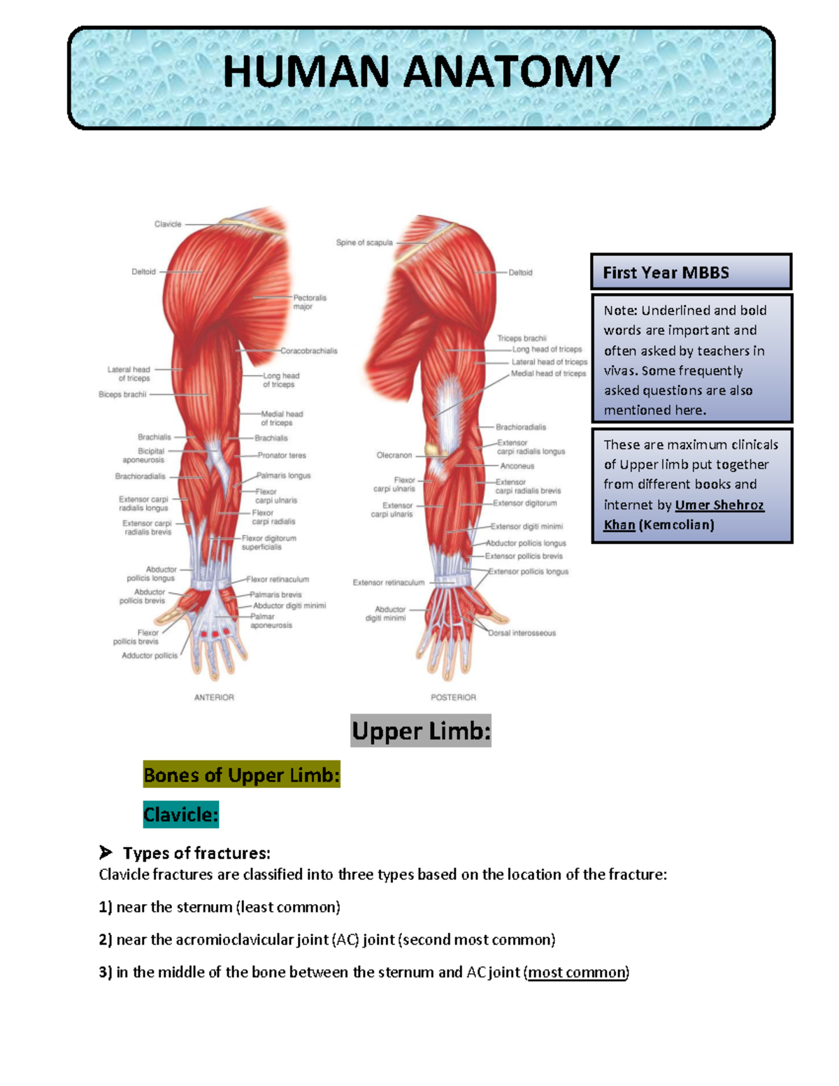 ALL Clinicals of Upper Limb - Upper Limb: Bones of Upper Limb: Clavicle ...