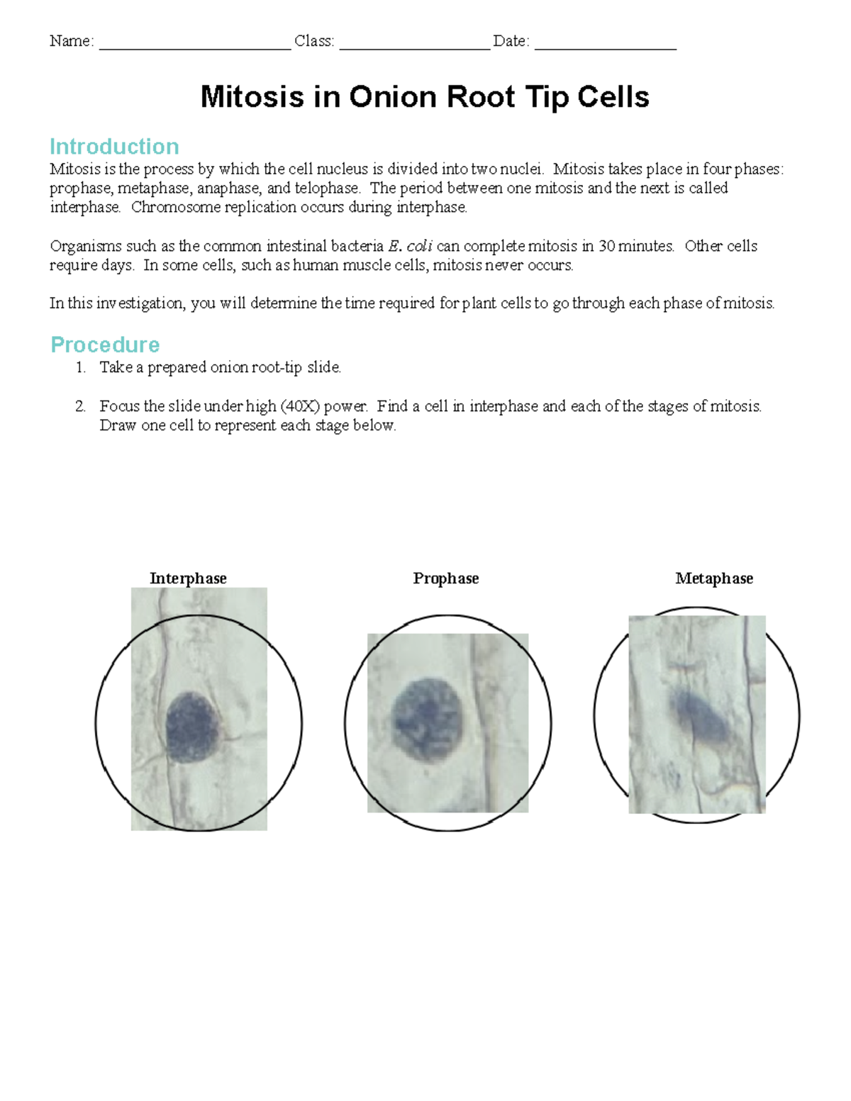 Mitosis In Onion Root Tip Cells Name Class