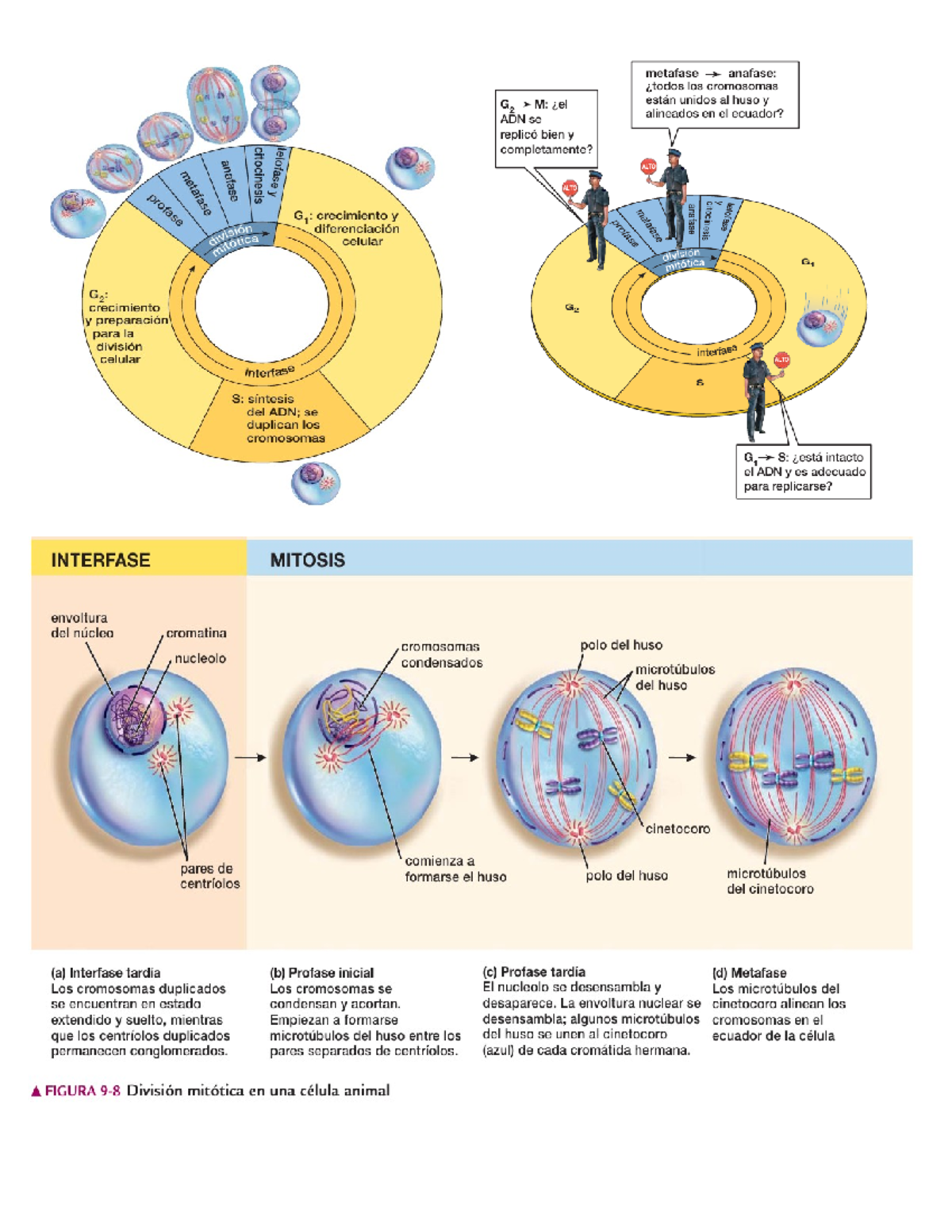 Mitosis y meiosis foto - Biologia Celular - Studocu